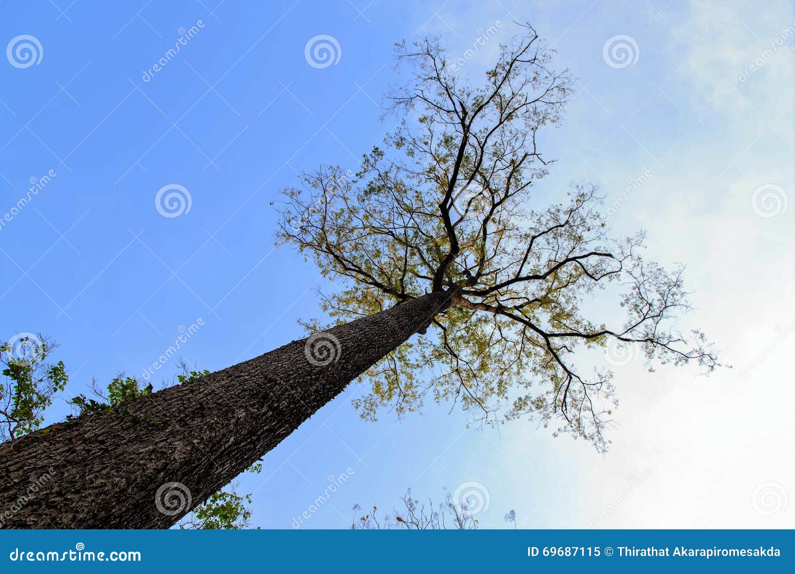 Big tree on blue sky stock image. Image of trunk, tree - 69687115