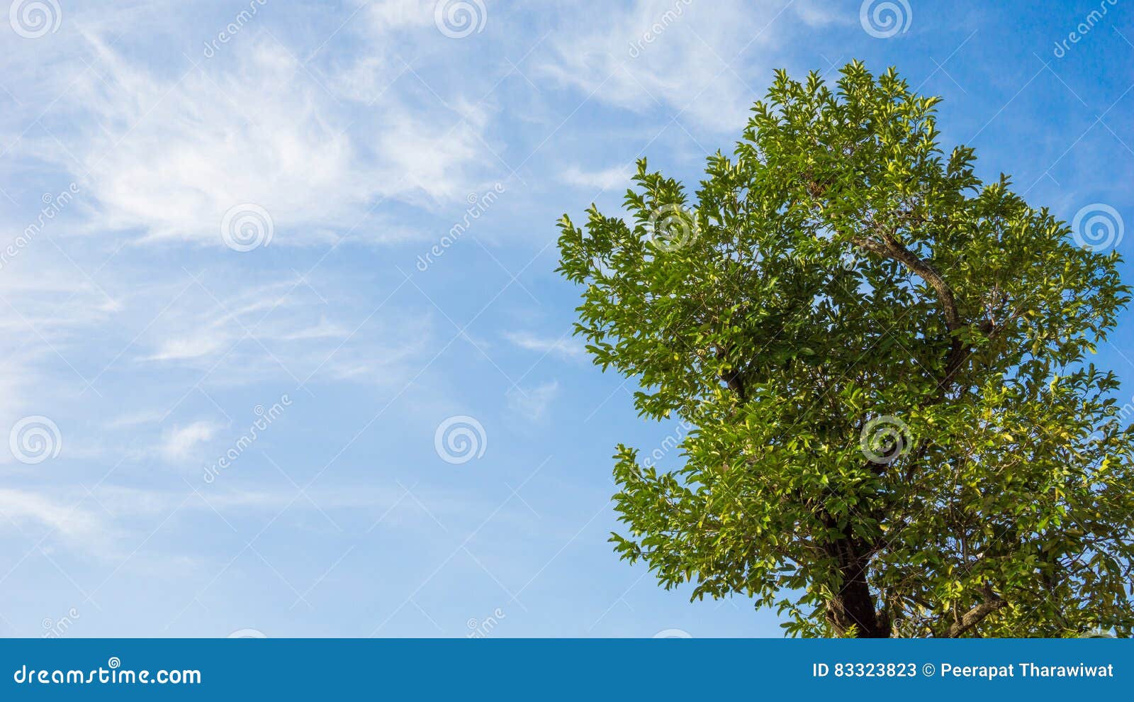 Big Tree with Blue Sky and Copyspace Stock Image - Image of color ...