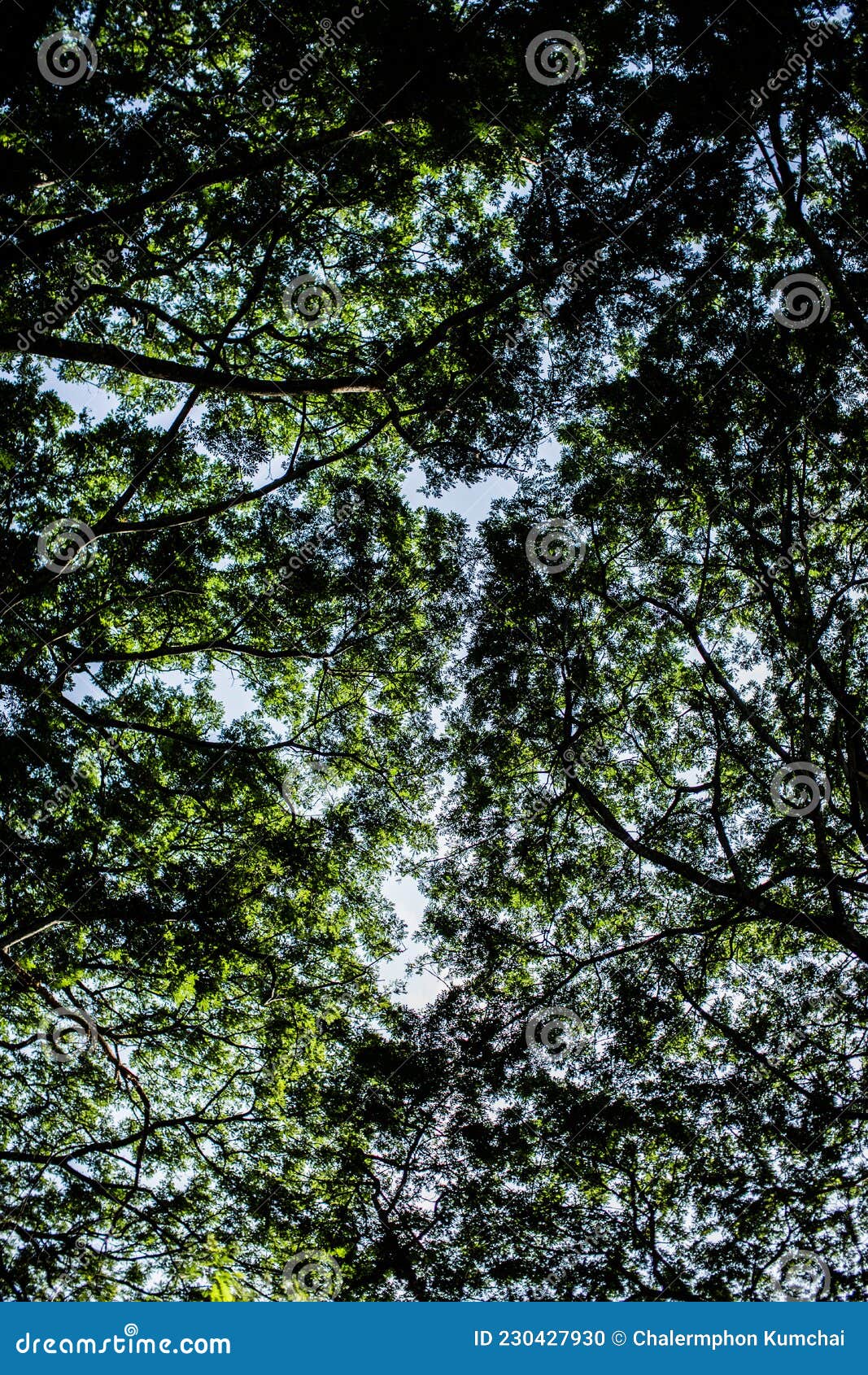 Big Tree with Blue Sky in a Forest. Stock Photo - Image of copy, leaf ...