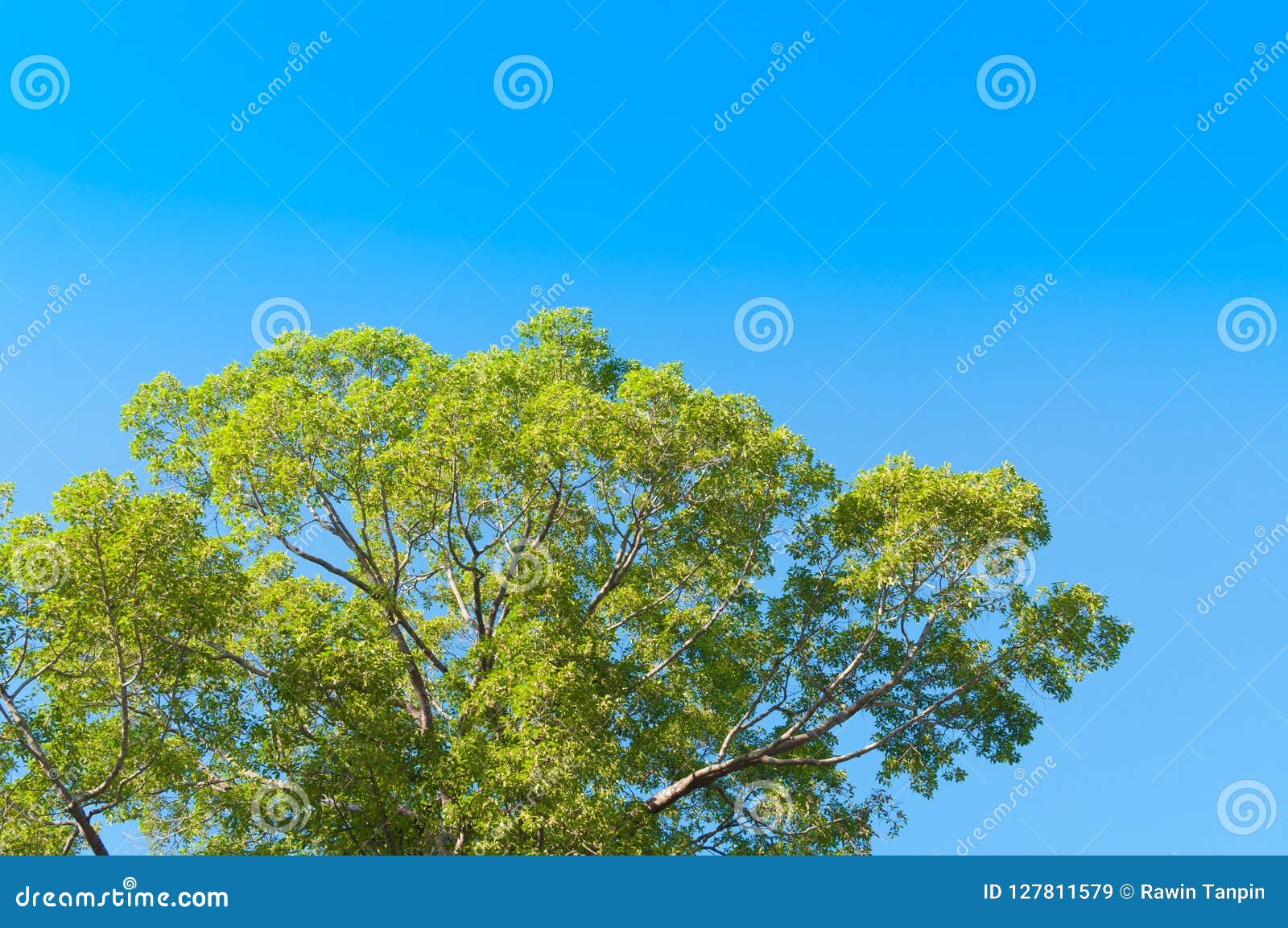 Big tree with blue sky stock image. Image of leafage - 127811579