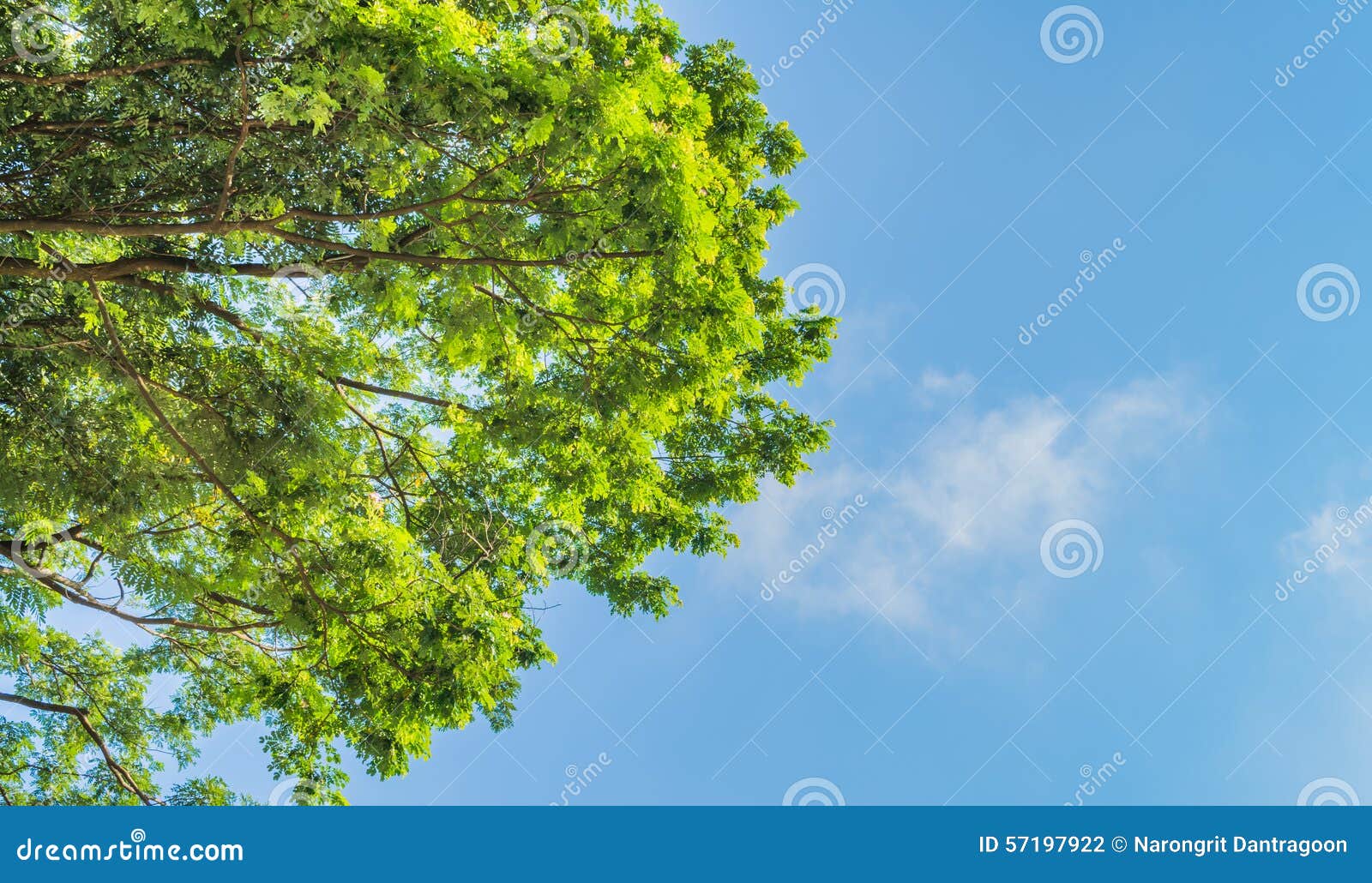 Big tree and blue sky stock photo. Image of outdoor, bush - 57197922