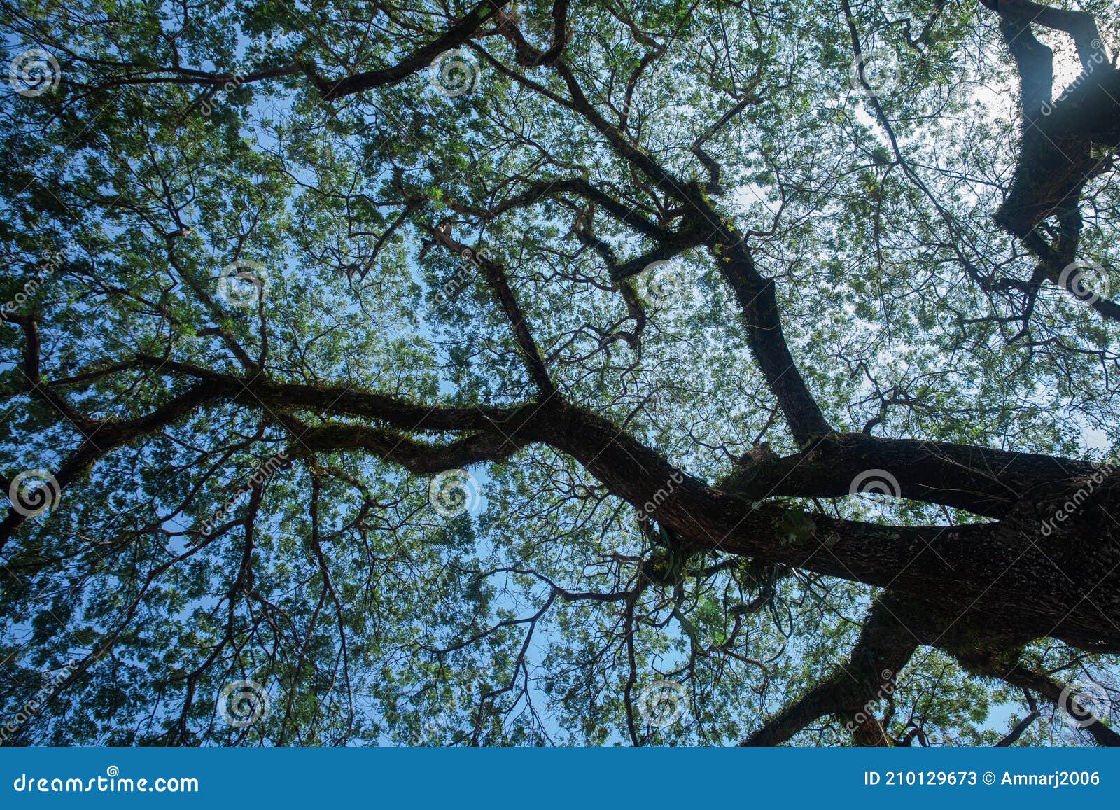Big Tree with Blue Sky at Park and Nature Stock Image - Image of fresh ...