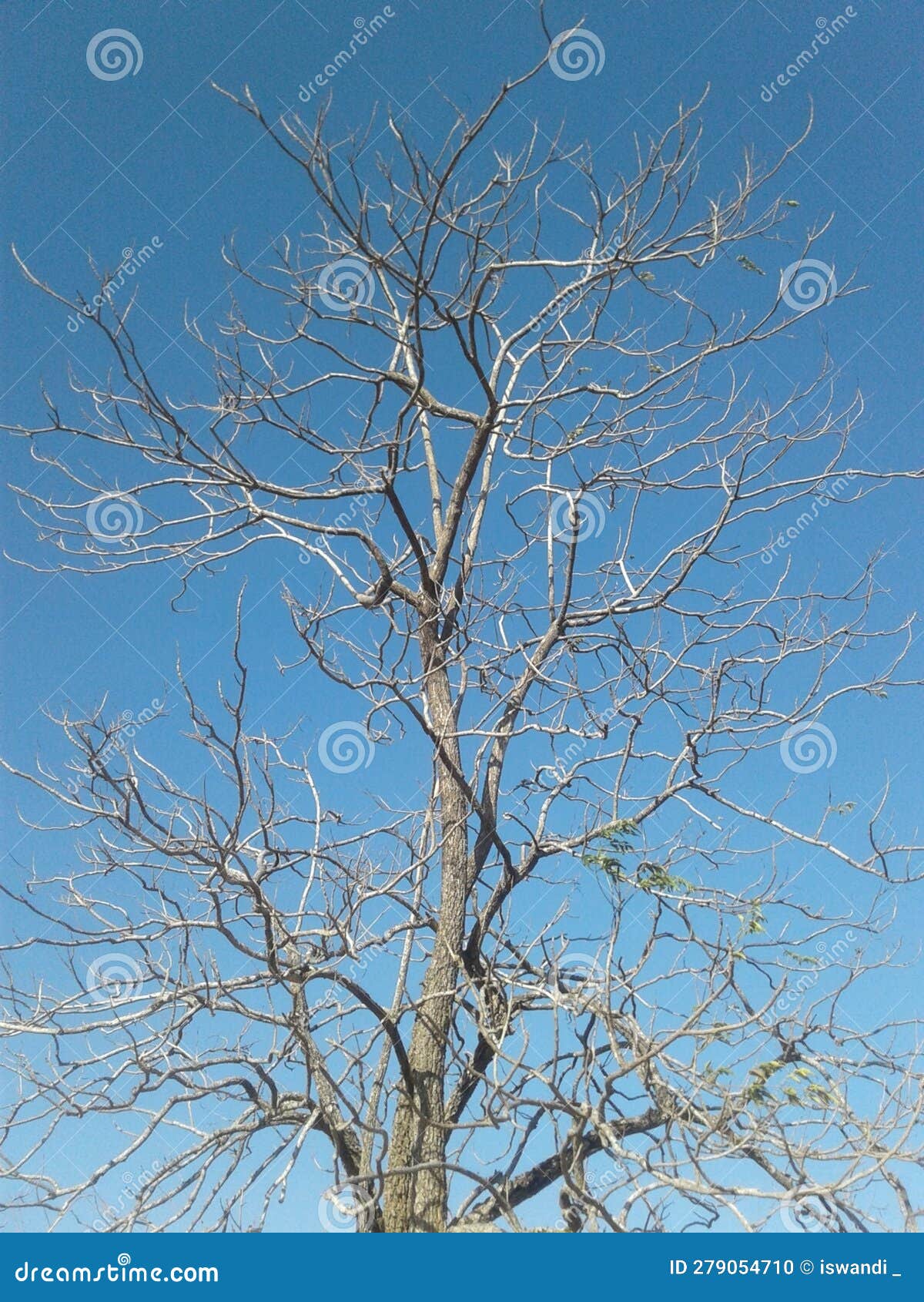 Big Tree and Blue Sky, Peace Stock Photo - Image of tree, peace: 279054710