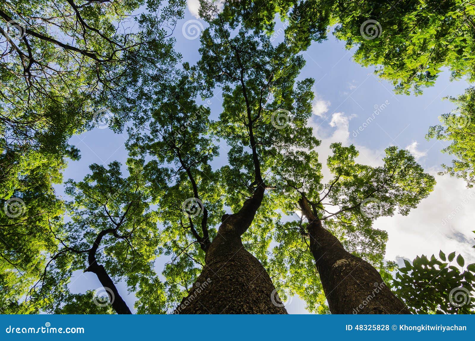 Big Tree with Blue Sky and Sunlight Stock Photo - Image of scenic ...
