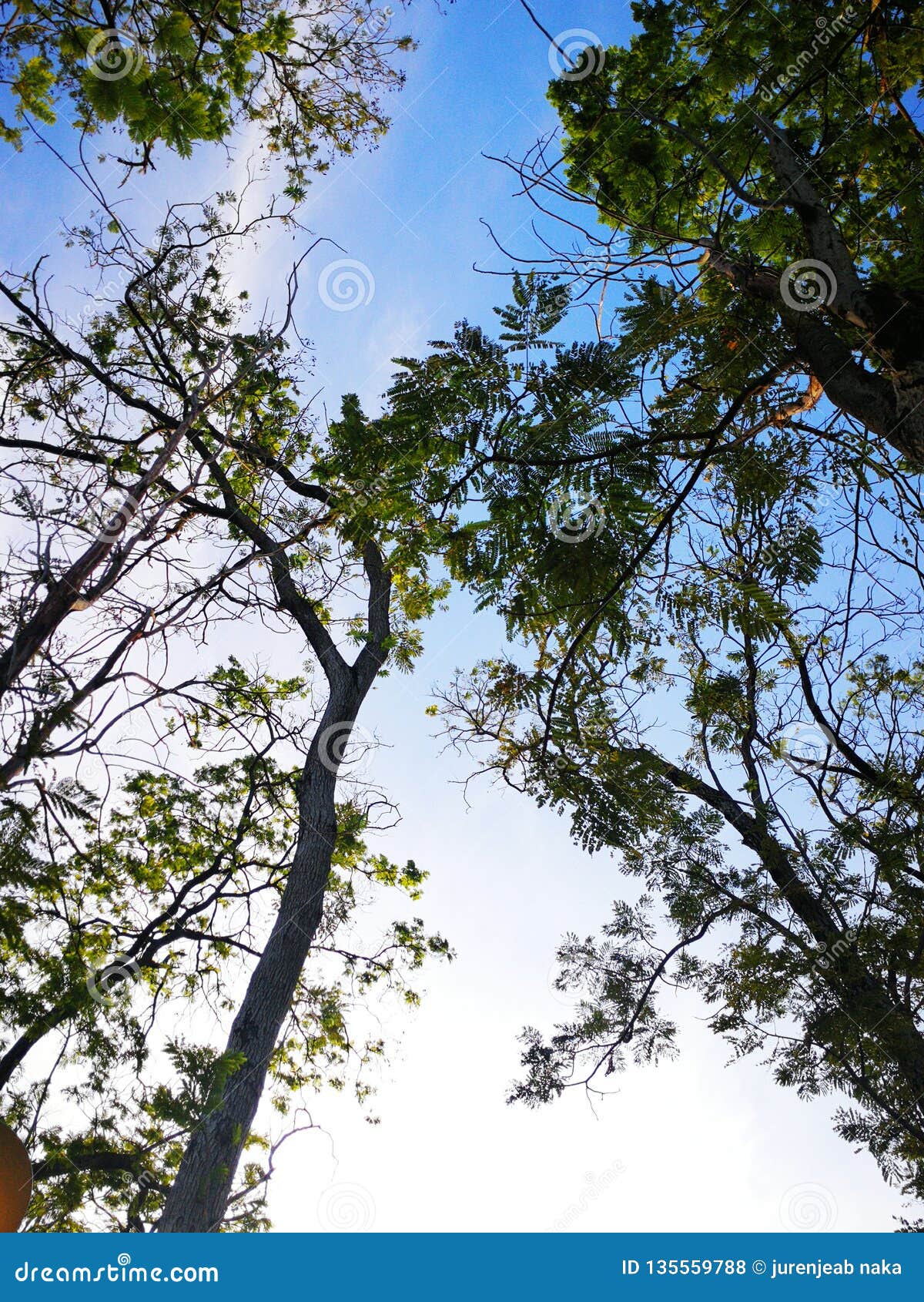 Big tree with blue sky stock photo. Image of blue, tree - 135559788