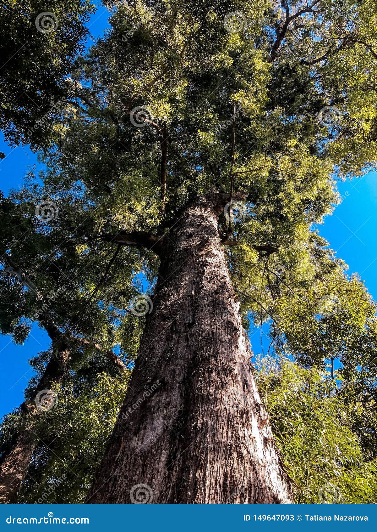Big tree bottom view. stock image. Image of jungle, africa - 149647093