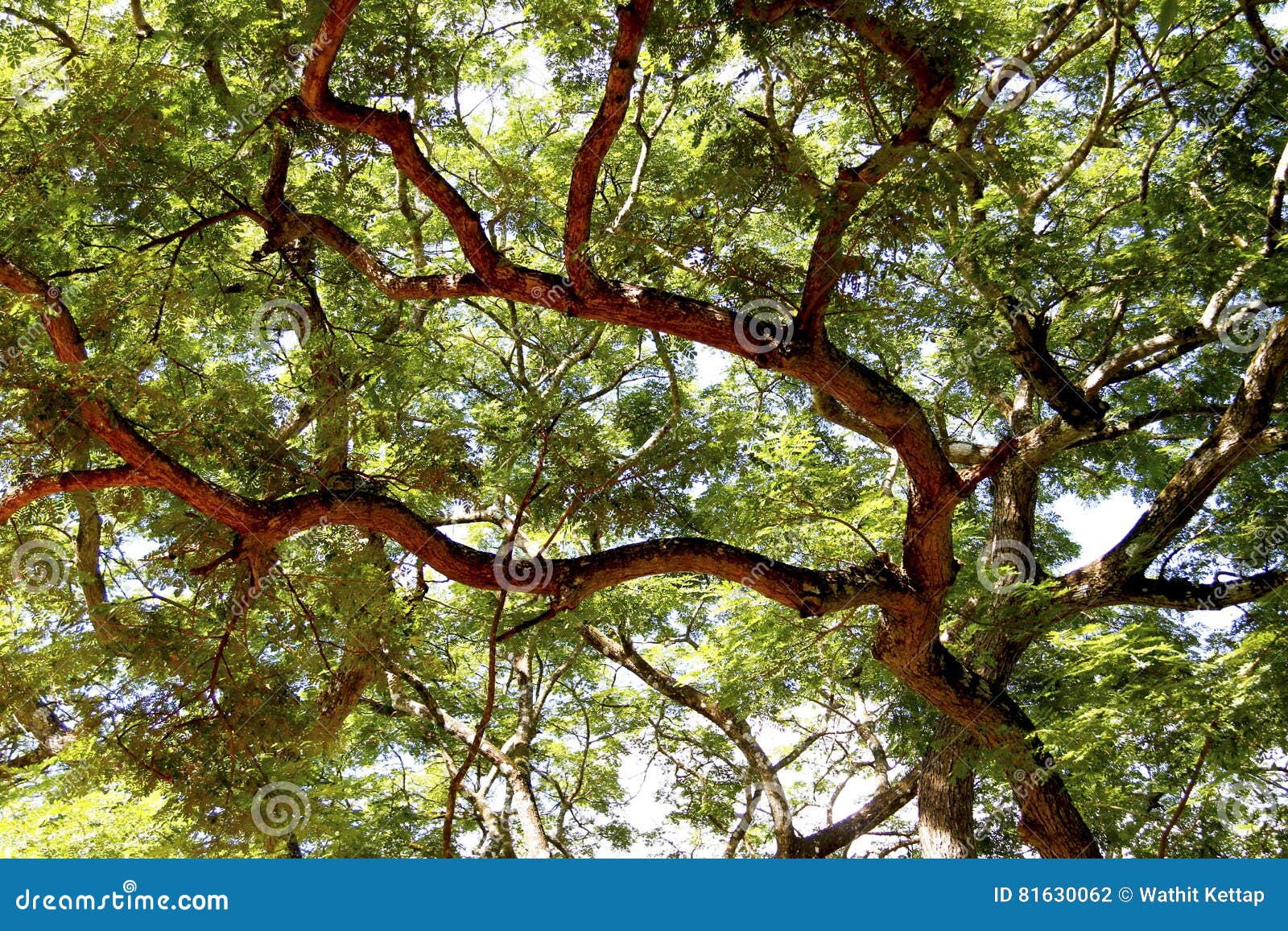 Big tree stock photo. Image of branch, settle, leaf, firewood - 81630062