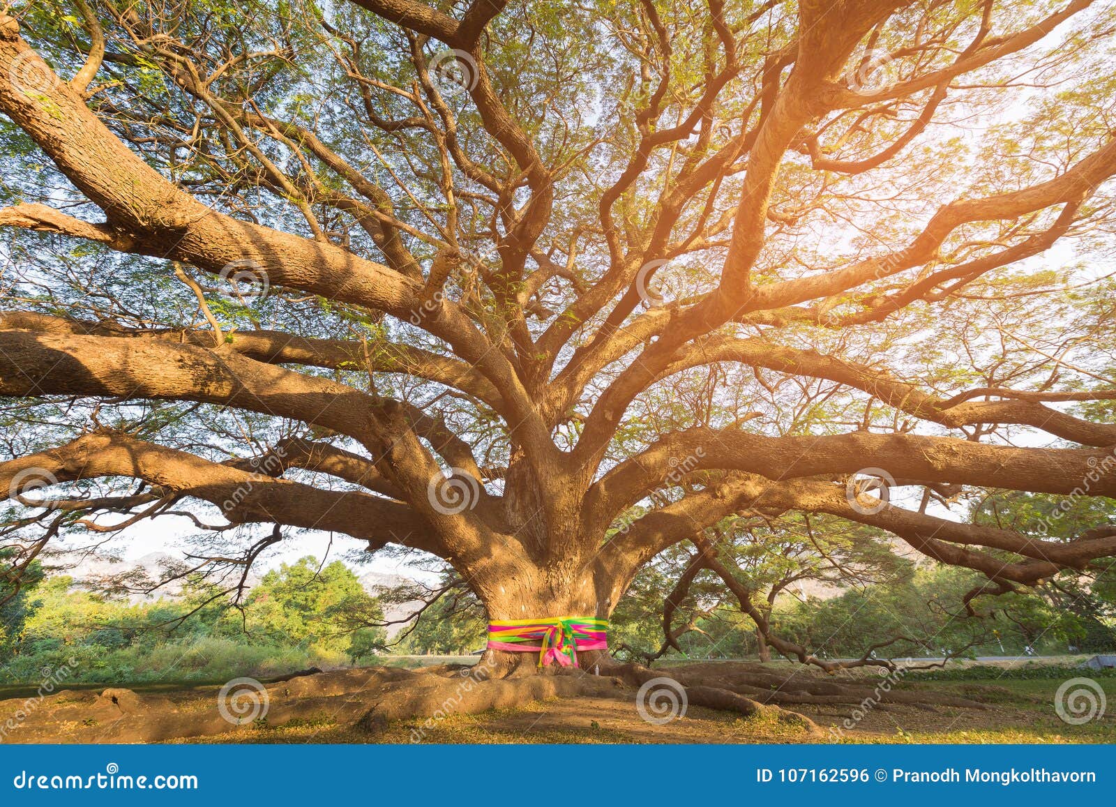 Big Tree Branch Bottom View Stock Photo - Image of kanchanaburi, plant ...