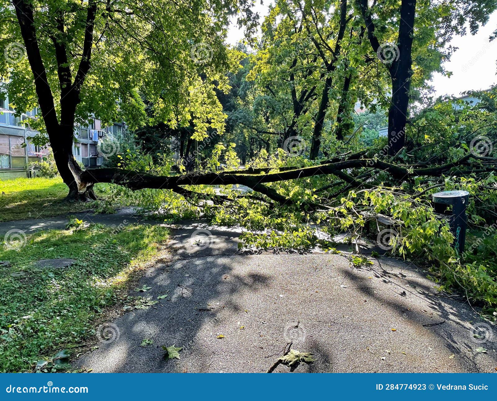 A Big Tree Branch Fell Over Pedestrian Path Stock Image - Image of ...