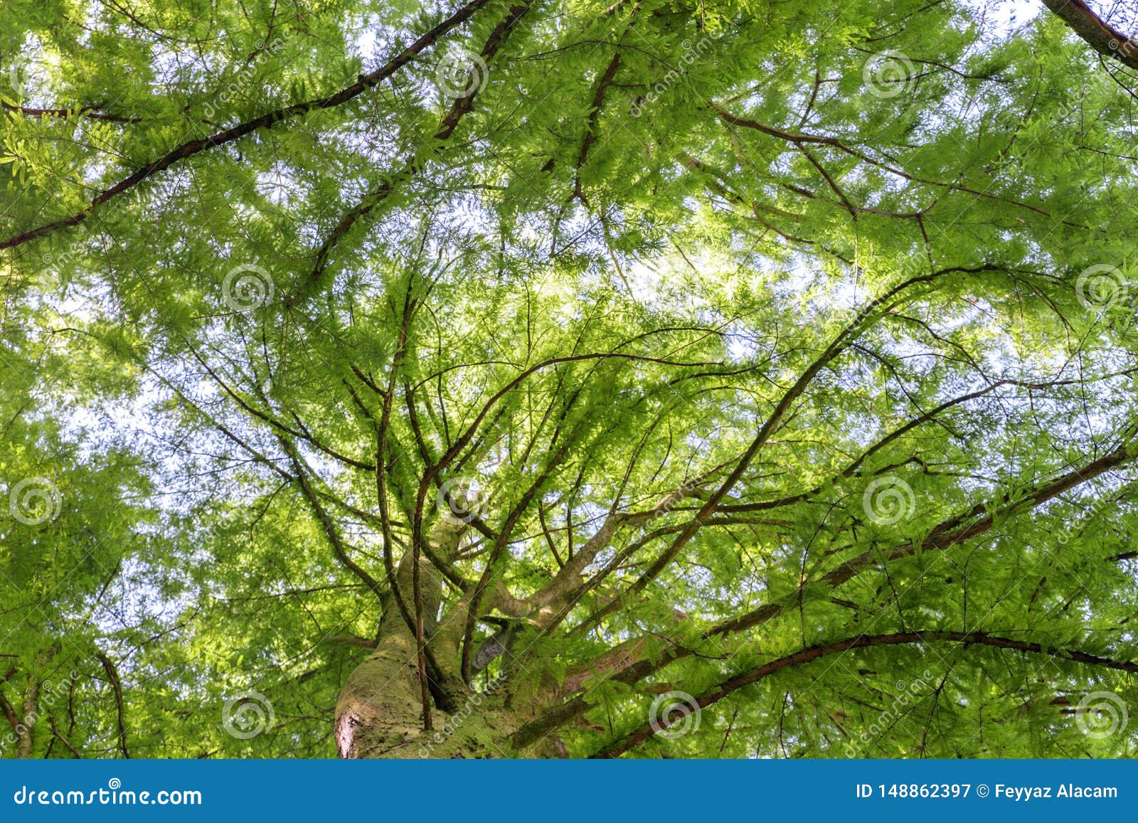 The Big Tree and Big Branch in Giorgia Stock Image - Image of tree ...