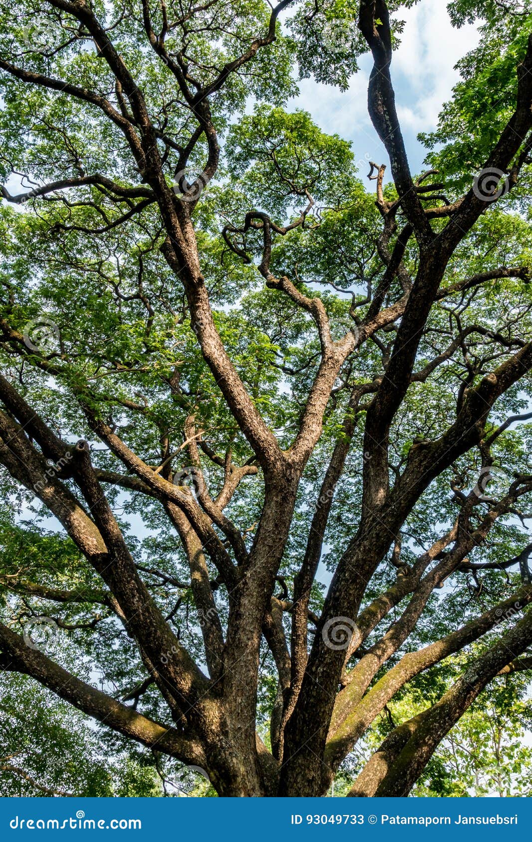 Big tree branch stock image. Image of shadow, bright - 93049733