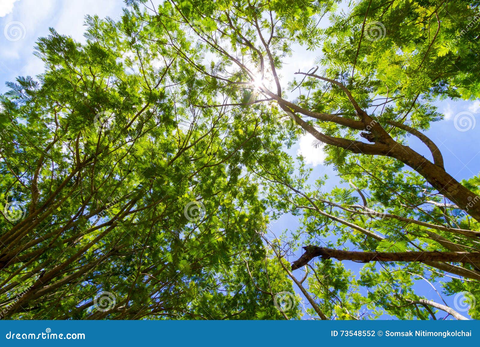 Big Tree Branch and Leaf of Big Tree at Sunrise Stock Photo - Image of ...