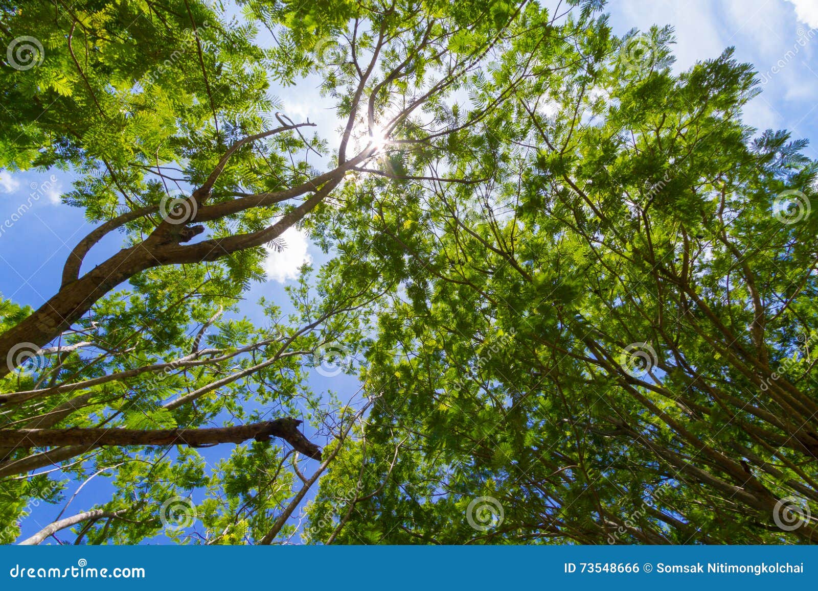 Big Tree Branch and Leaf of Big Tree at Sunrise Stock Photo - Image of ...