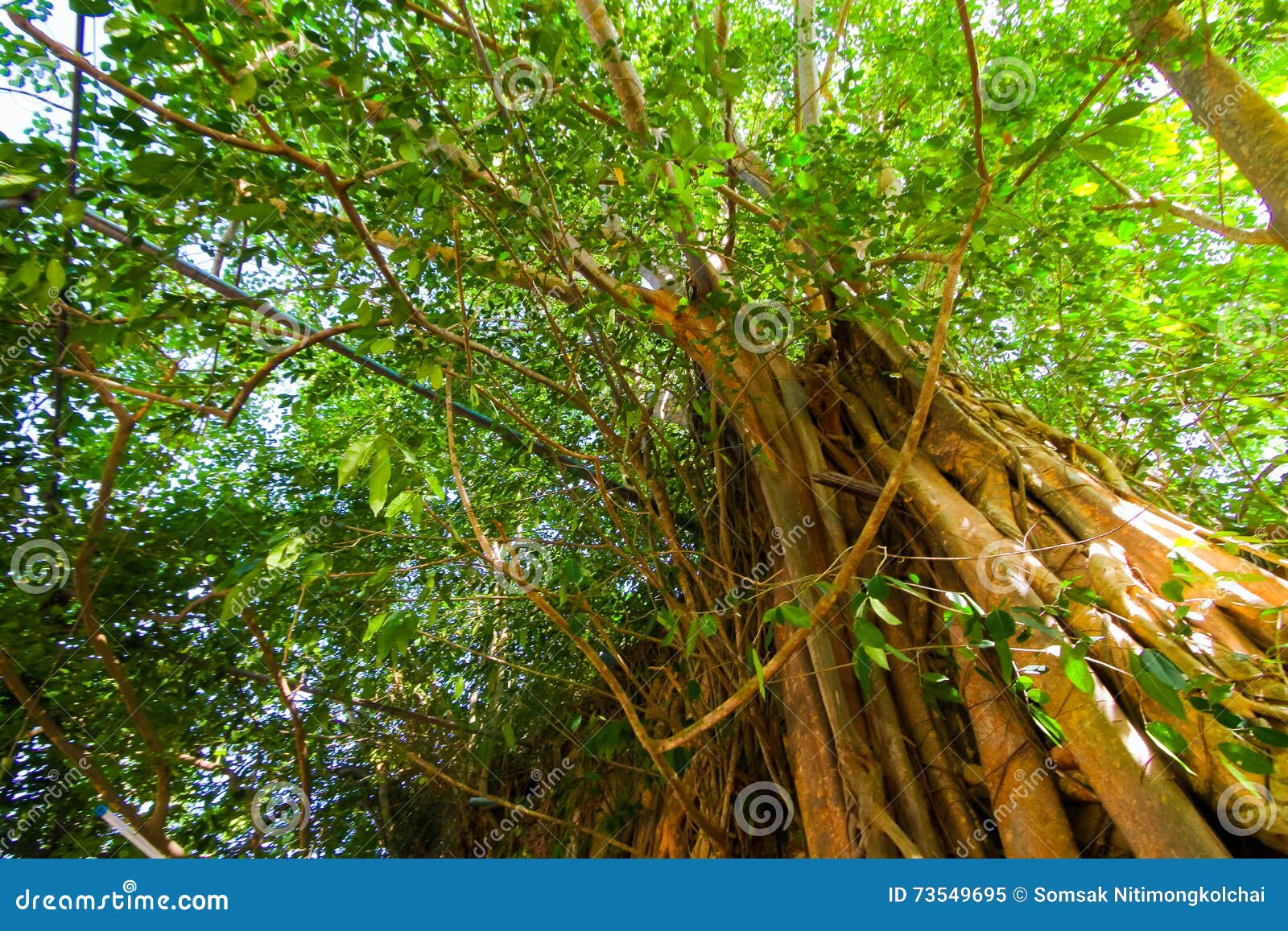 Big Tree Branch and Leaf of Big Tree at Sunrise Stock Image - Image of ...