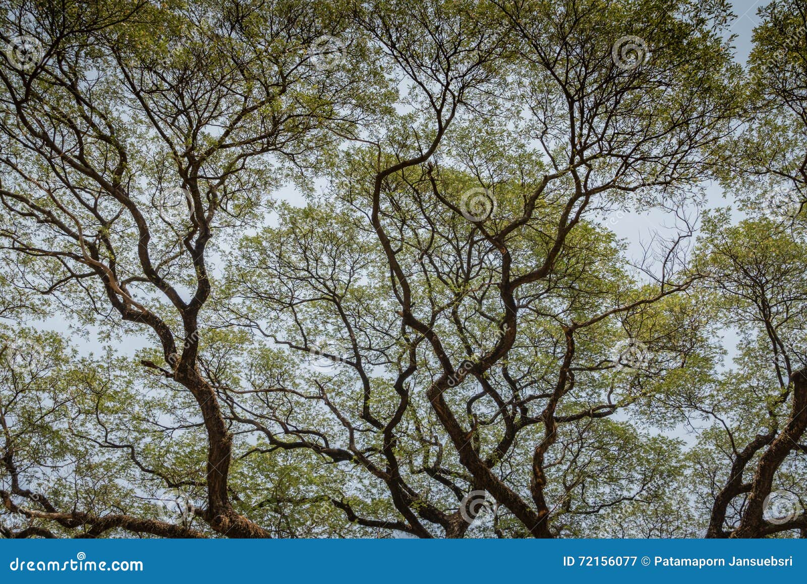 Big tree branch stock image. Image of forest, growth - 72156077