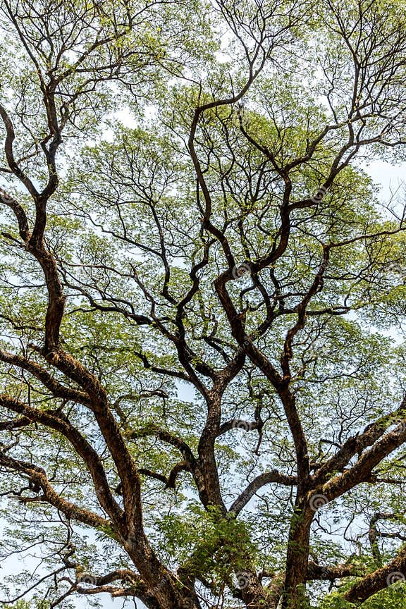 Big tree branch stock photo. Image of summer, twig, park - 72156084