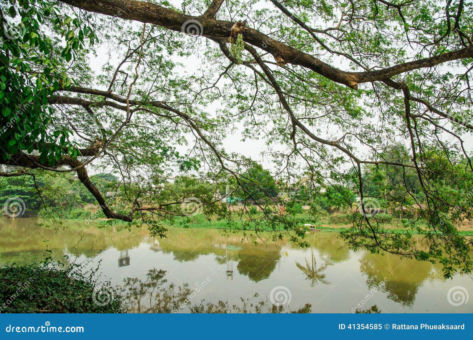 Big Tree Branch Over the River Stock Image - Image of branch, spread ...