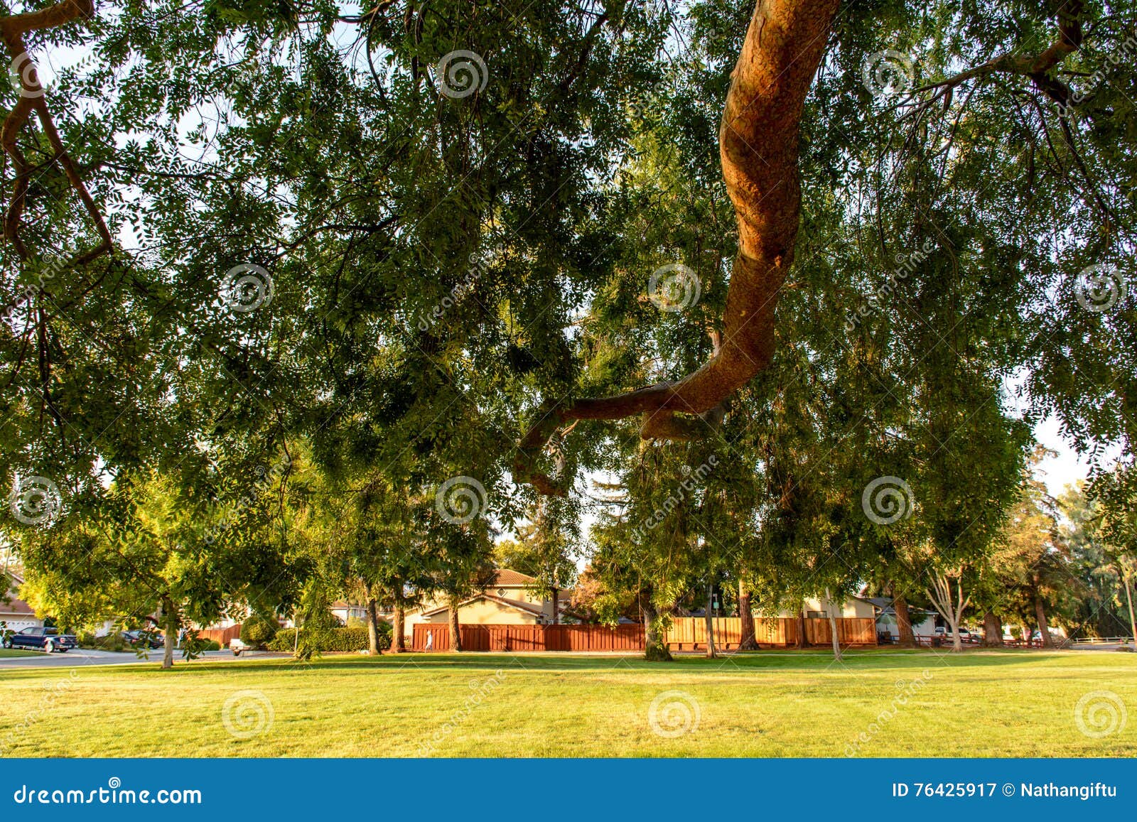 Big Tree Branch and the Park Grass Stock Image - Image of branch, plant ...