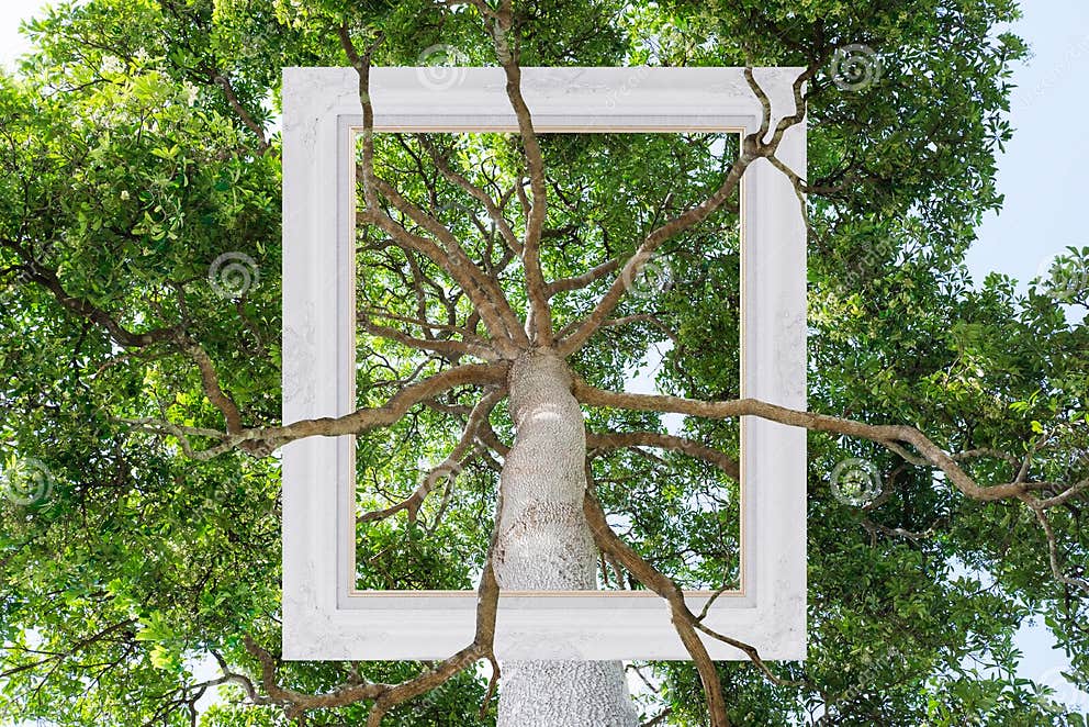 Big Tree and Branches with Picture Frame Stock Image - Image of ...