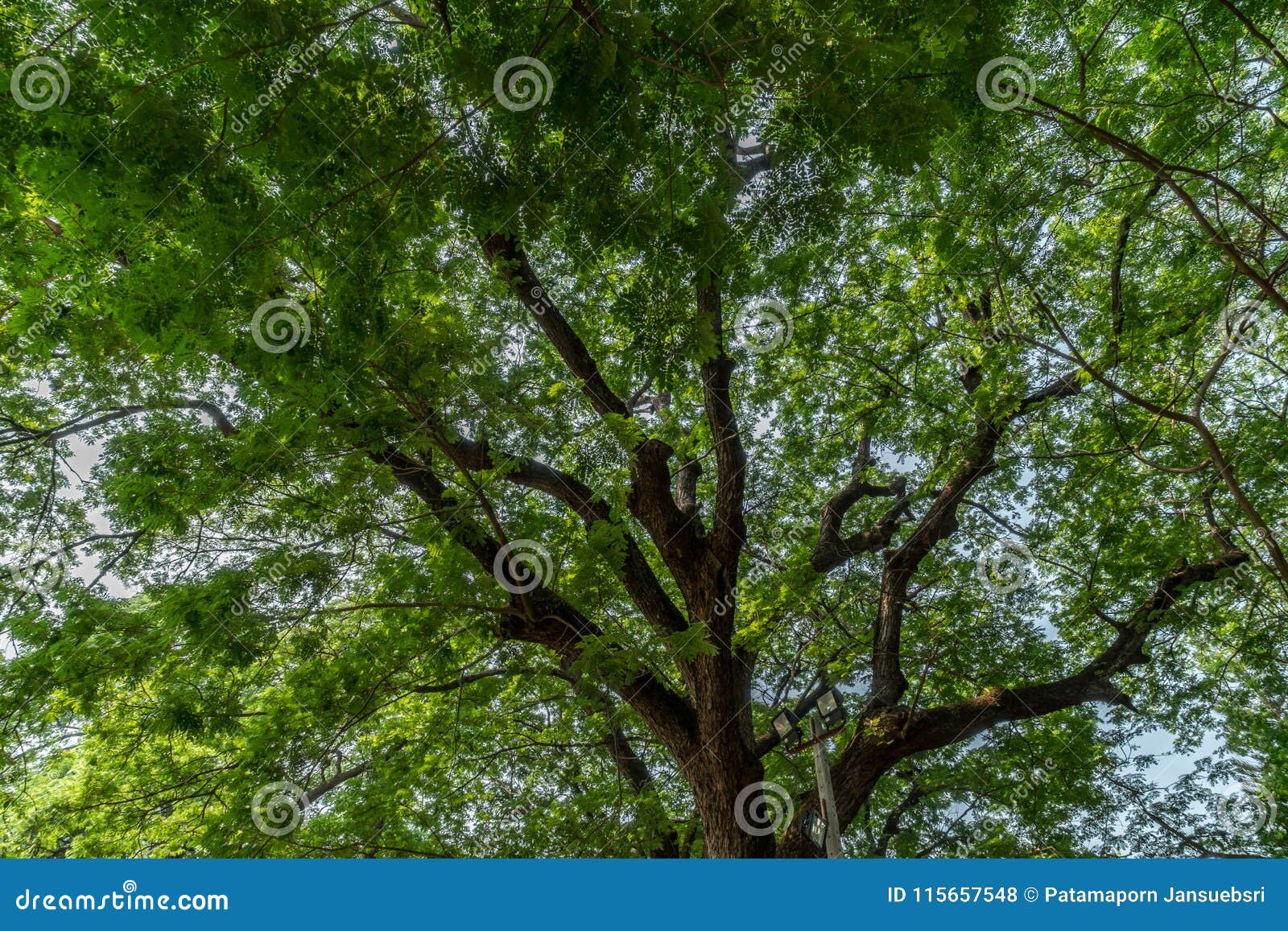 Big tree branch stock photo. Image of growth, autumn - 115657548
