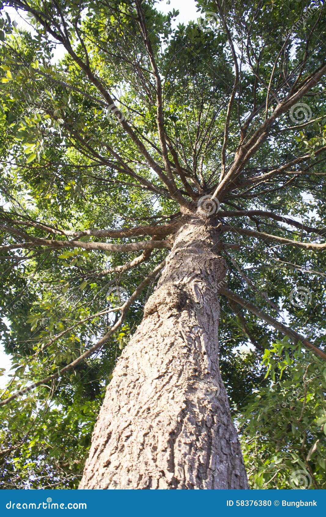 Big tree branches stock photo. Image of light, nature - 58376380