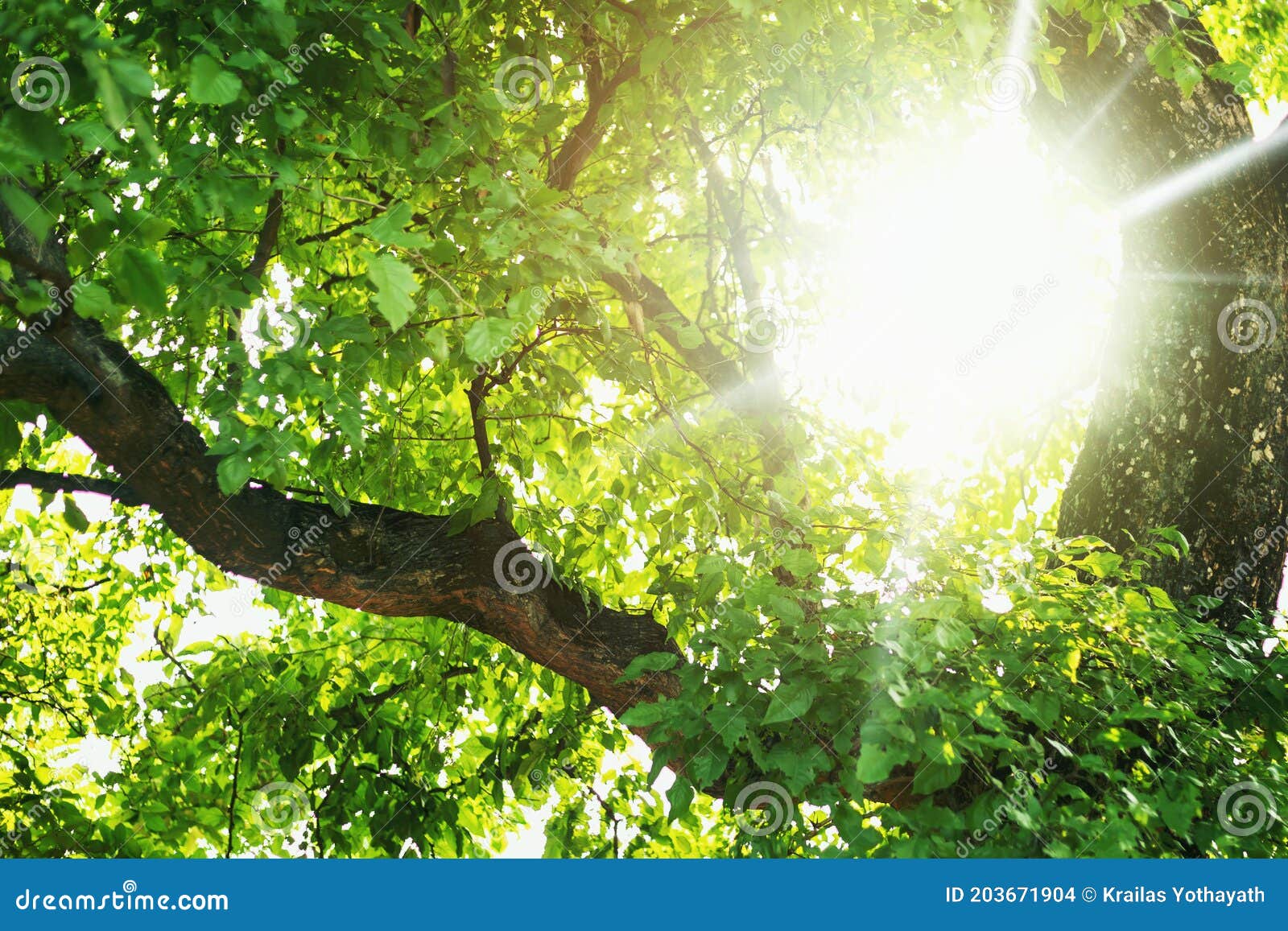 A Big Tree with Branches and Brightly Colored Leaves, Naturally ...