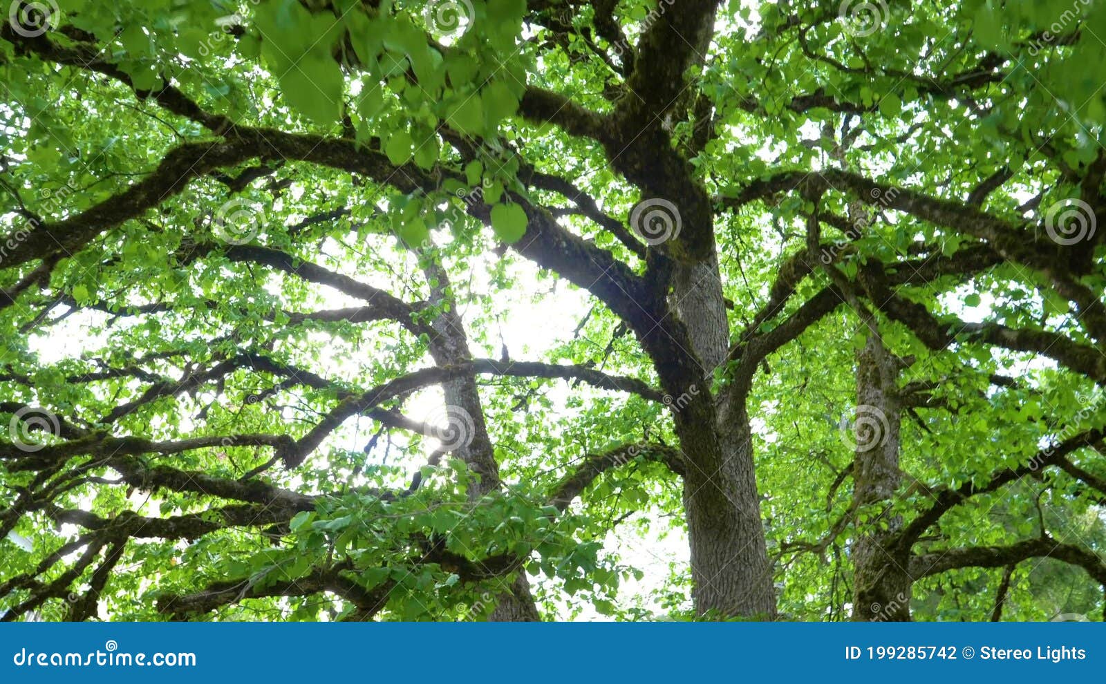 Big Tree Branches with Green Leaf in the Forest with Low Angel View ...