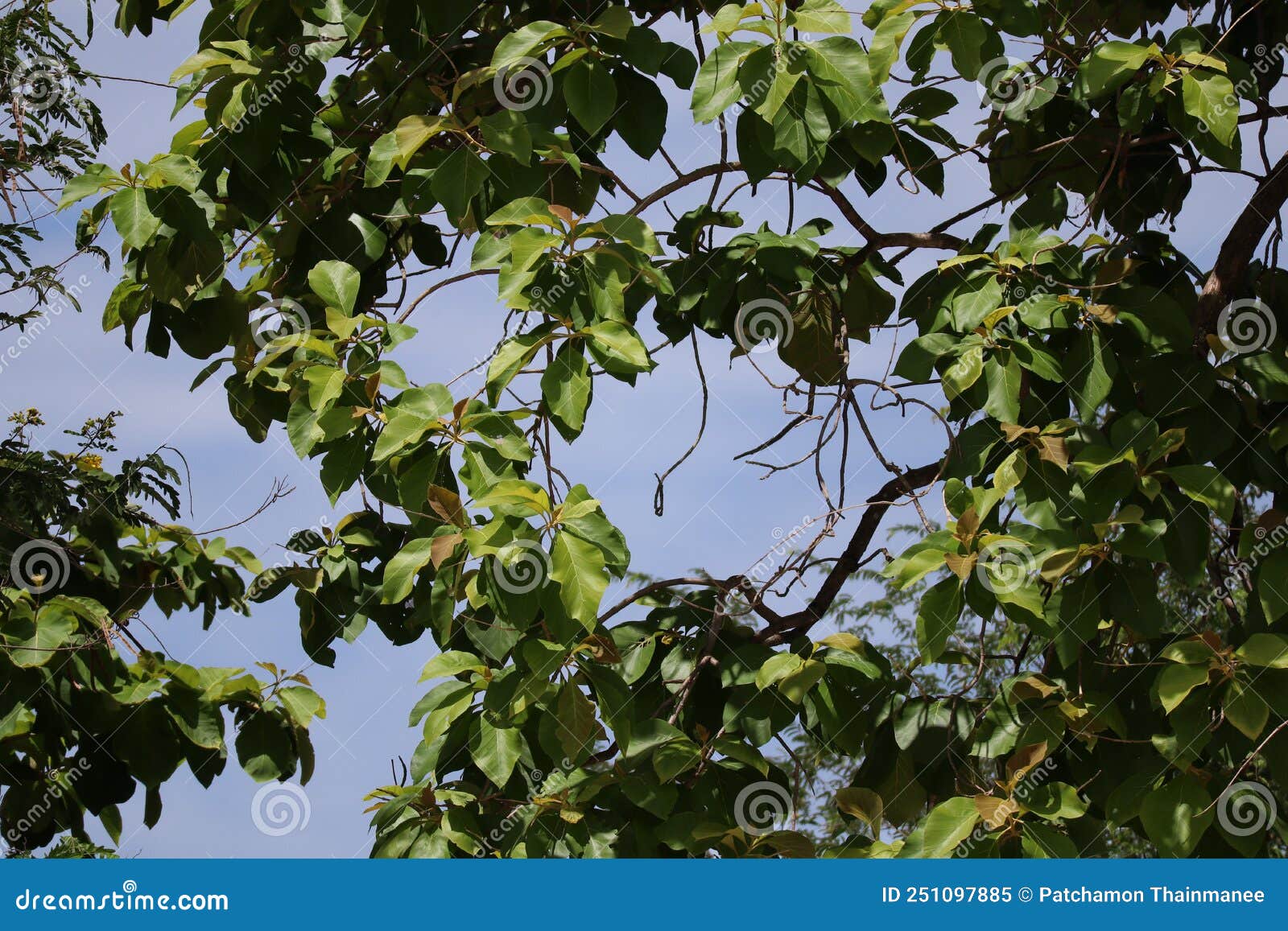 Big Tree Branches Green Leaves Tropical Forest Sky Background Stock ...
