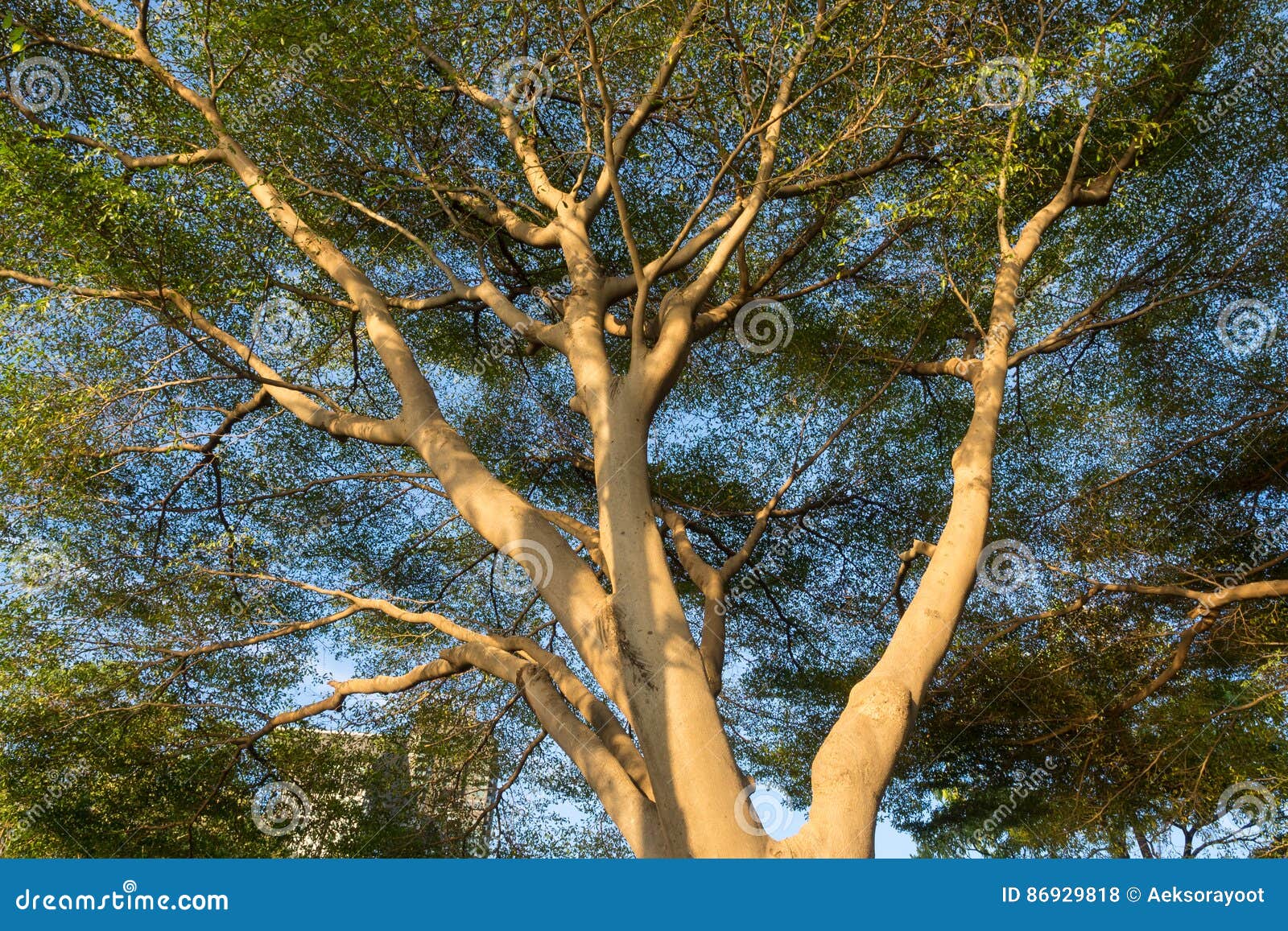 Big Tree with Branches and Leaves Stock Photo - Image of background ...