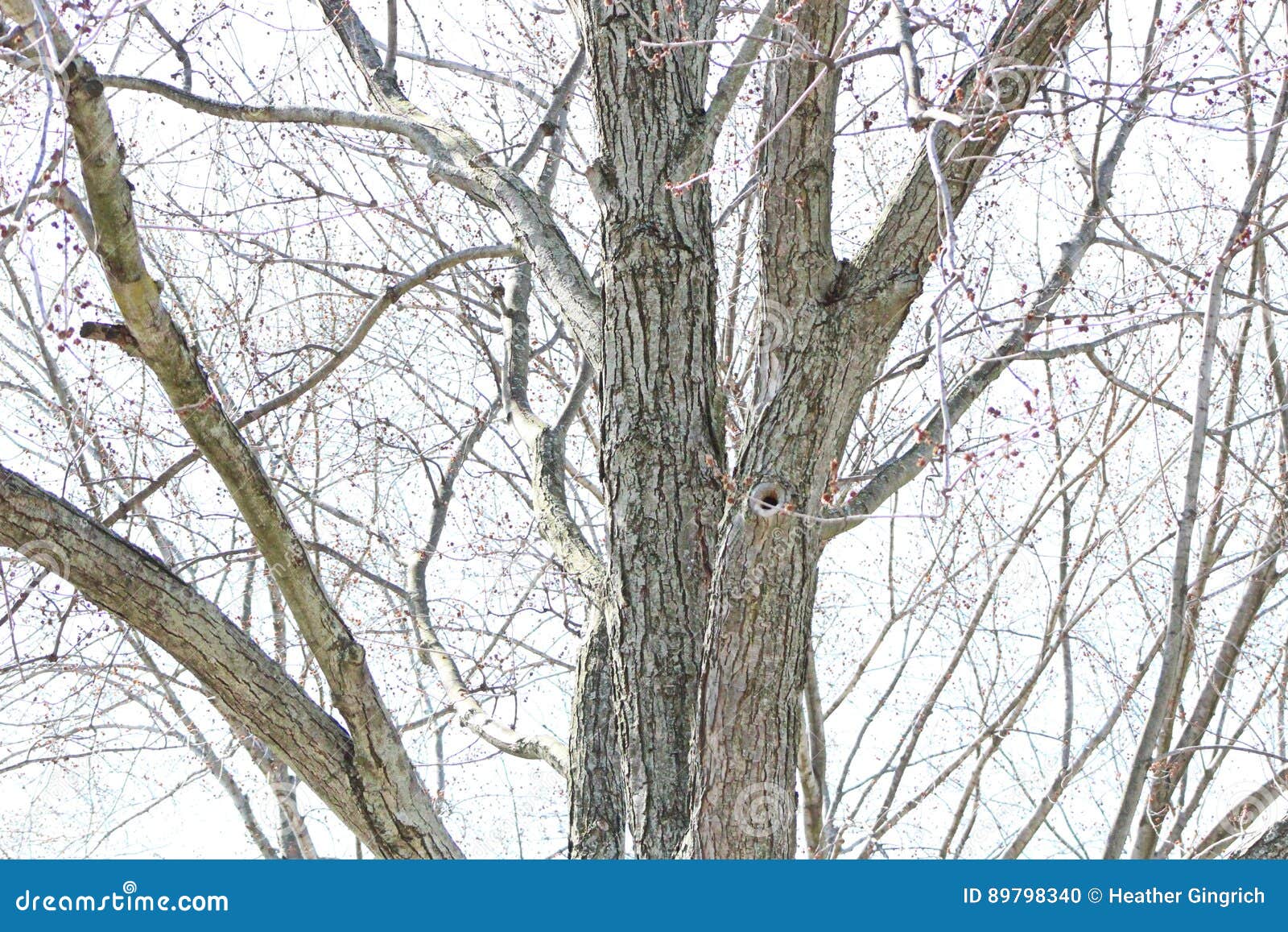 Big Tree with Branches and No Leaves 2 Stock Photo - Image of tree ...