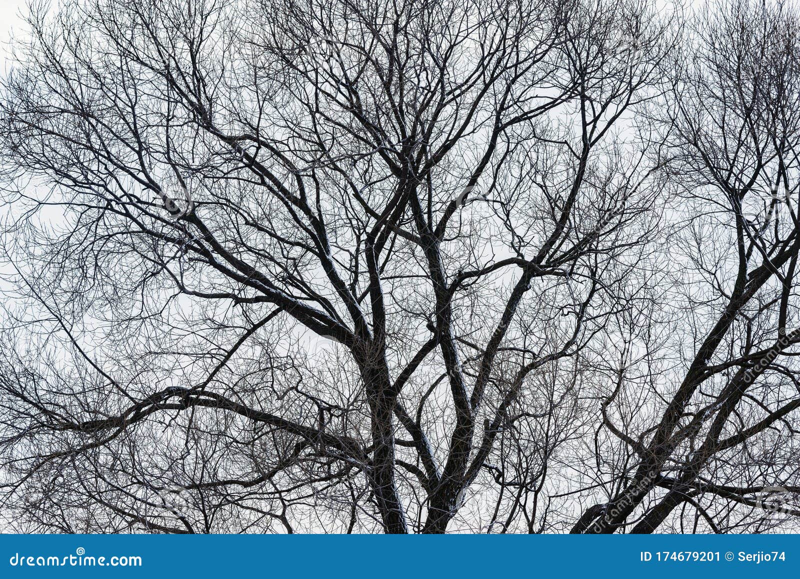 Big tree branches. stock image. Image of branches, rough - 174679201