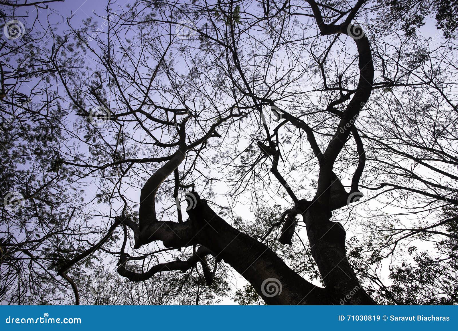 Big Tree and Branches of Tree Over Head Stock Image - Image of ...