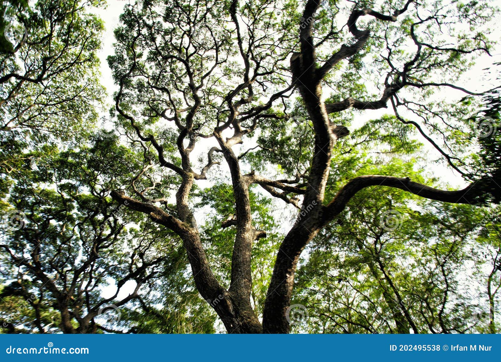 Big Tree and Branches of Tree Overhead Stock Photo - Image of overhead ...
