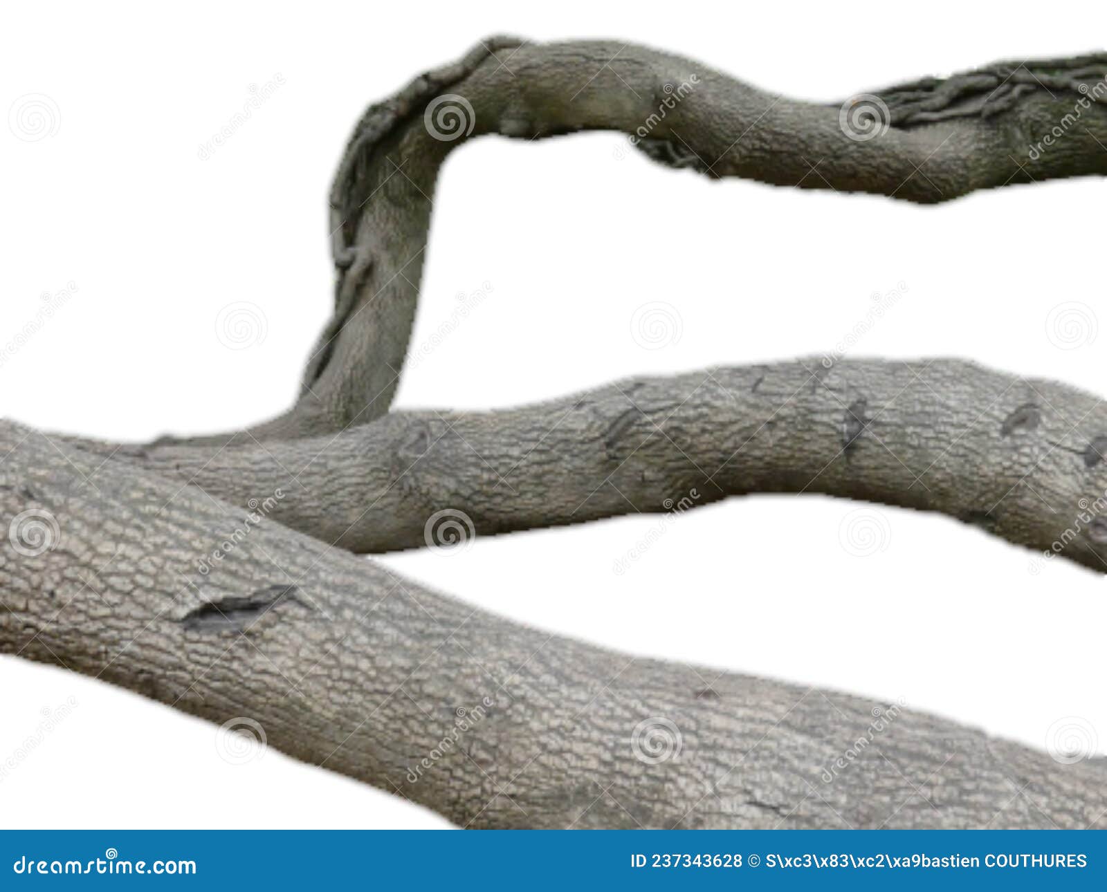 Big Tree Branches on a White Background Stock Photo - Image of white ...