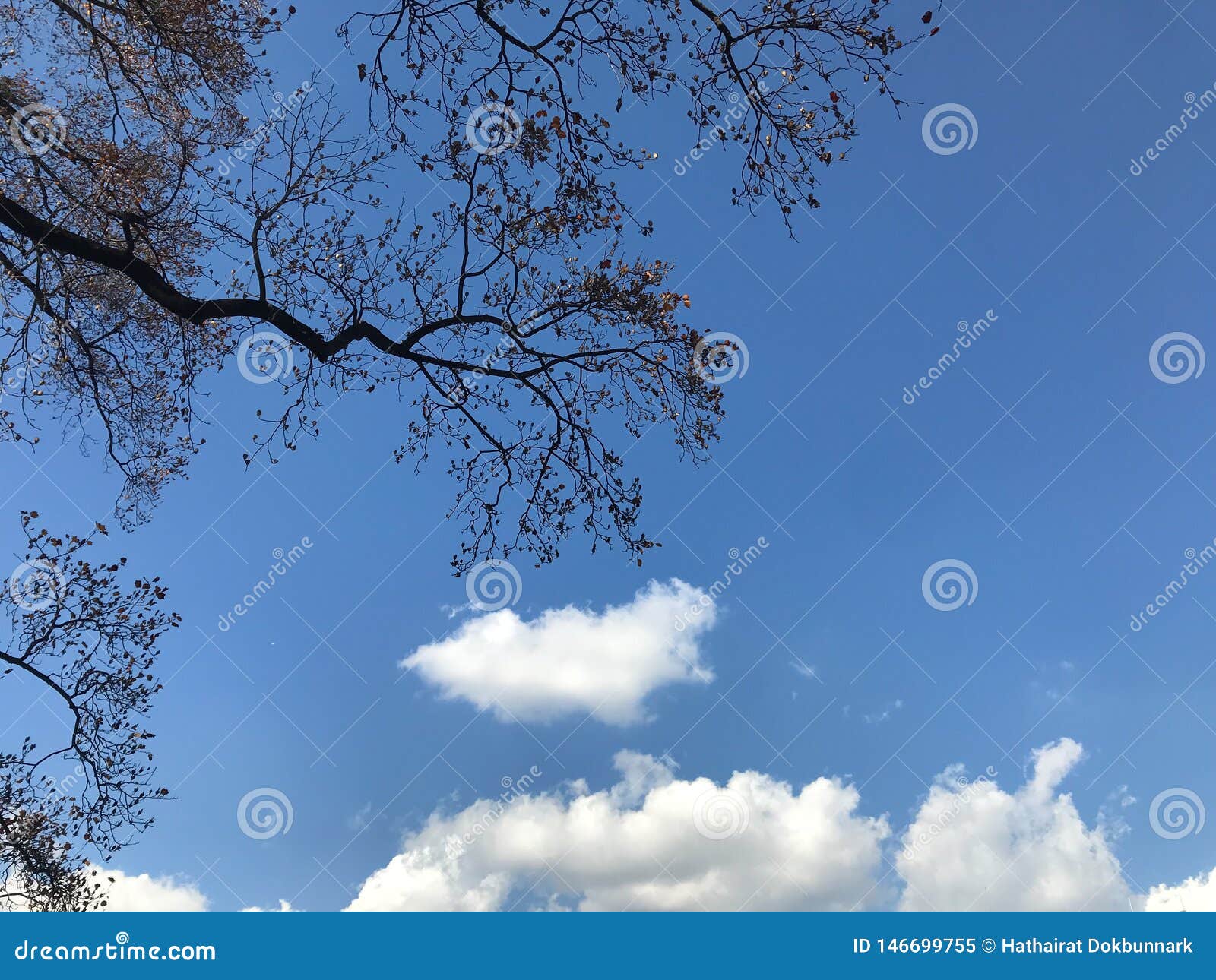 Big Tree with Bright Blue Summer Sky and White Fluffy Clouds Stock ...