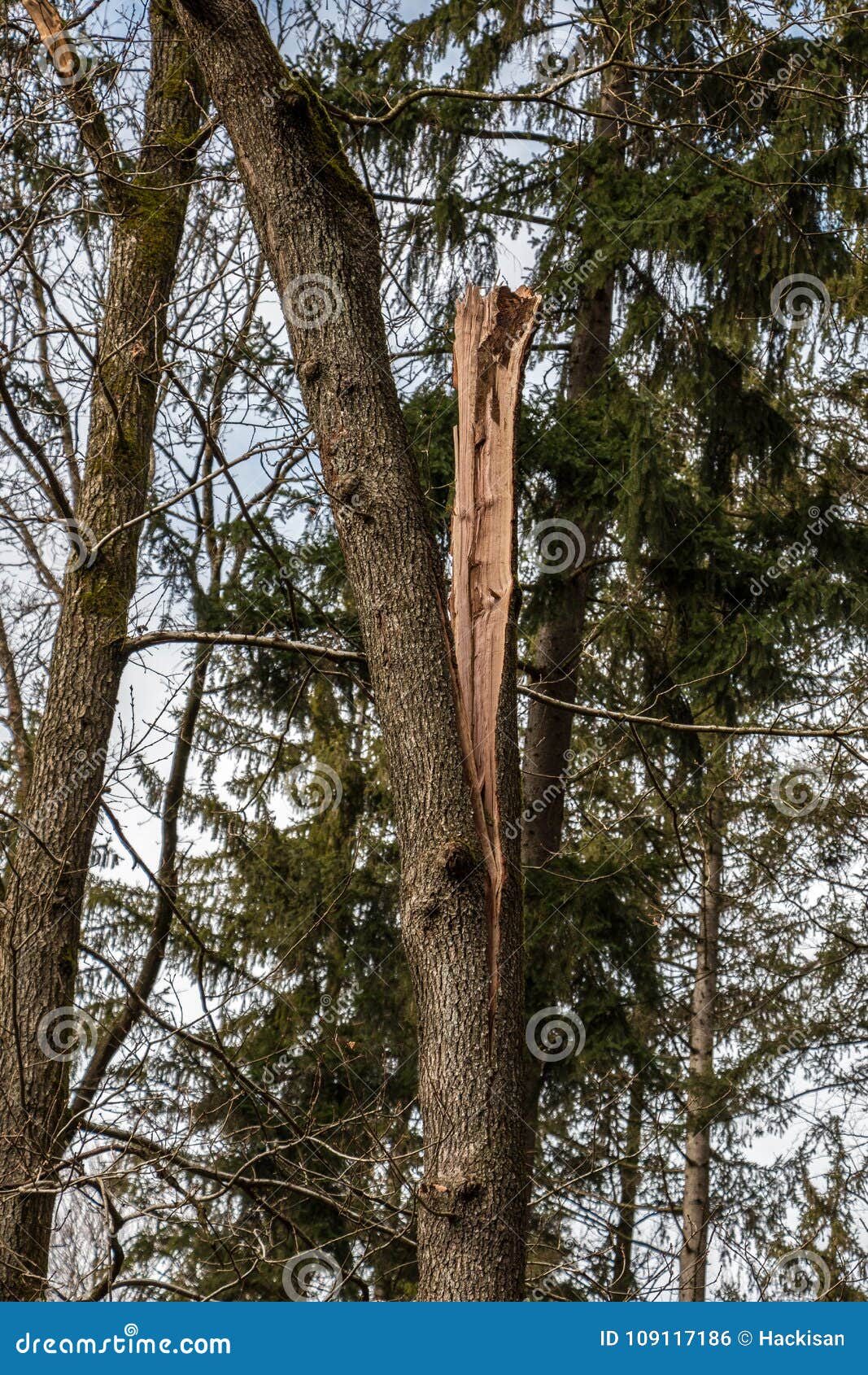 Big Tree Broken in the Middle after a Big Storm Stock Photo - Image of ...
