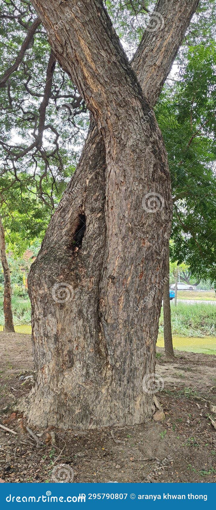 Big Tree, Big Brown Trunk Green Forest Trees Provide Cool Shade. Stock ...
