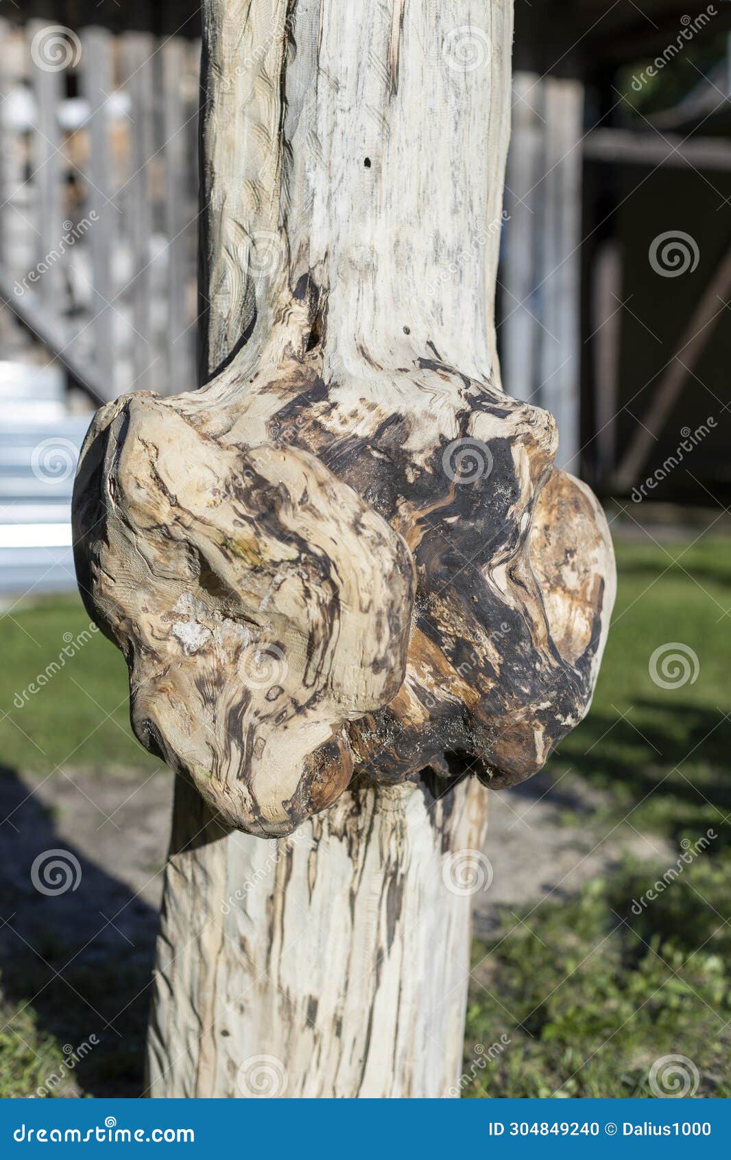 Big Tree Burl Formed on a Bark. Cleaned Wood. Stock Photo - Image of ...