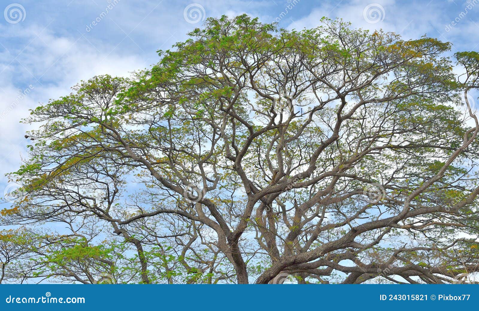 Big Tree Canopy with Blue Sky Stock Image - Image of fresh, life: 243015821