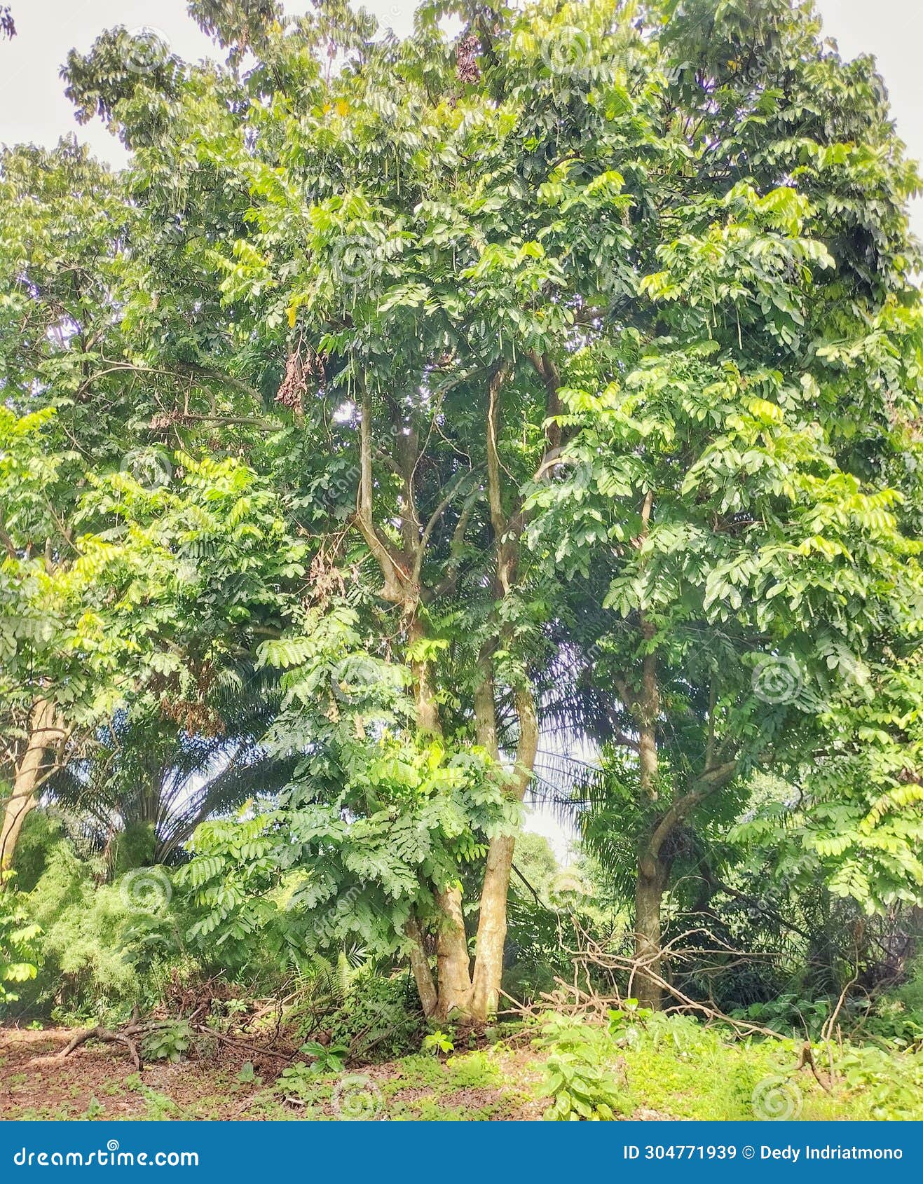 A Big Tree for Carbon Capture Stock Image - Image of tree, nature ...