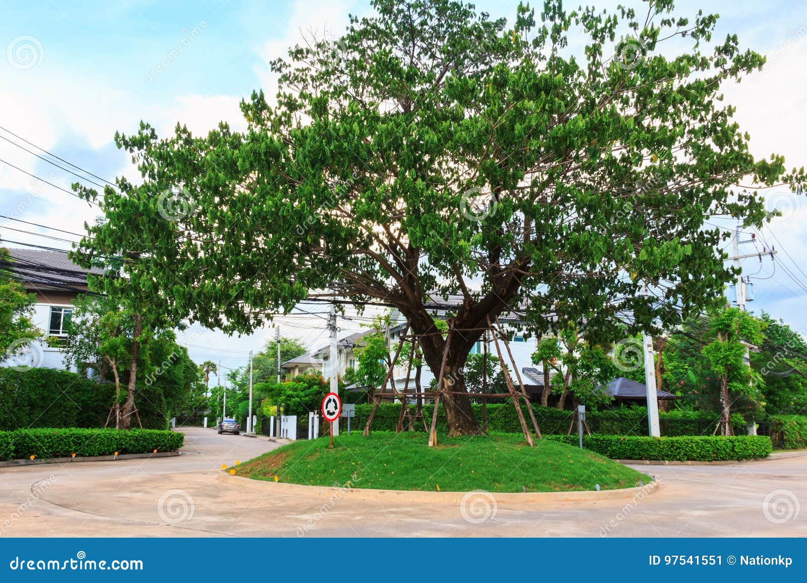 Big tree on circle road stock image. Image of green, outdoors - 97541551