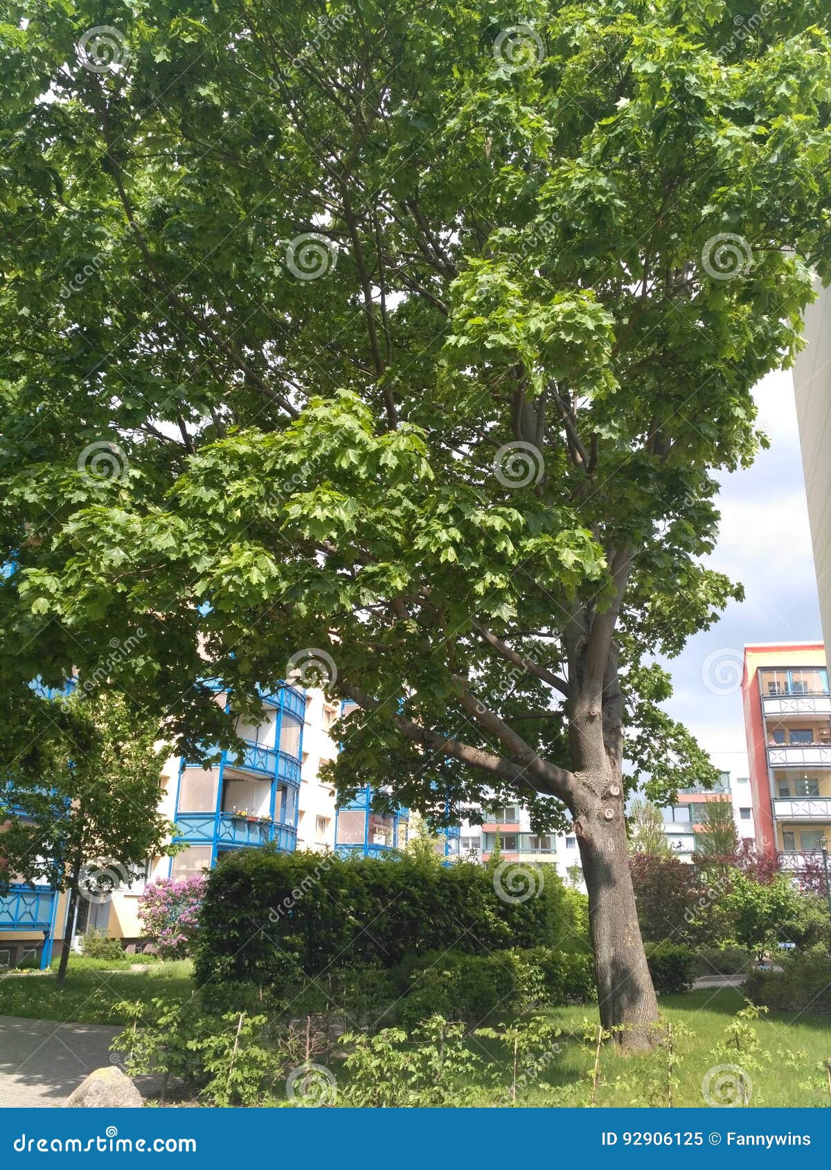 Big tree stock image. Image of plant, vegetation, green - 92906125