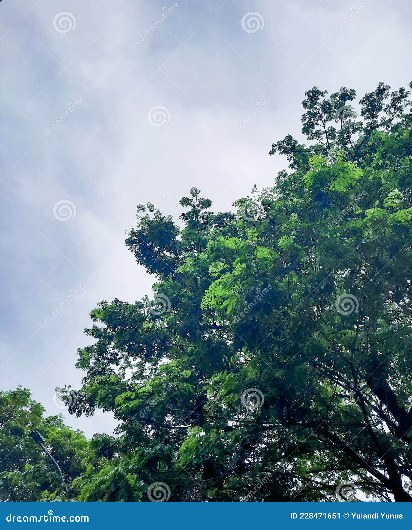 Big tree in city park stock image. Image of tree, green - 228471651