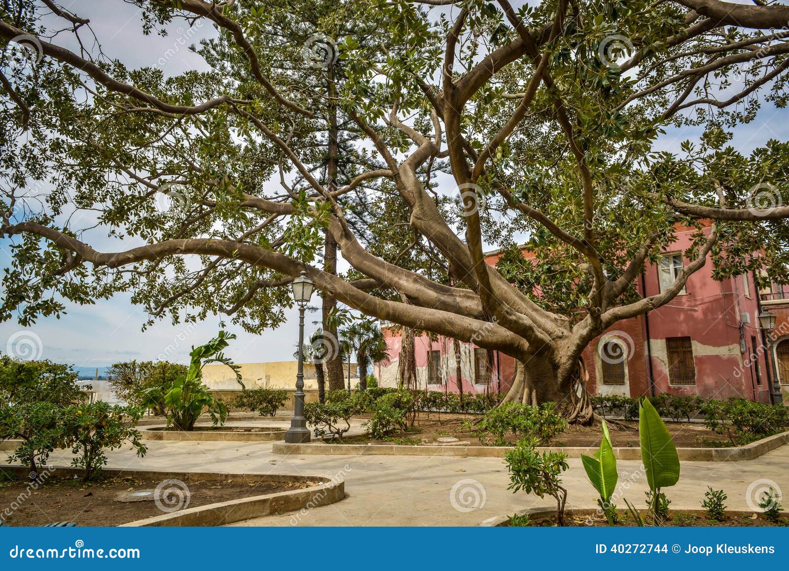Big tree in a city park stock photo. Image of leafs, standing - 40272744