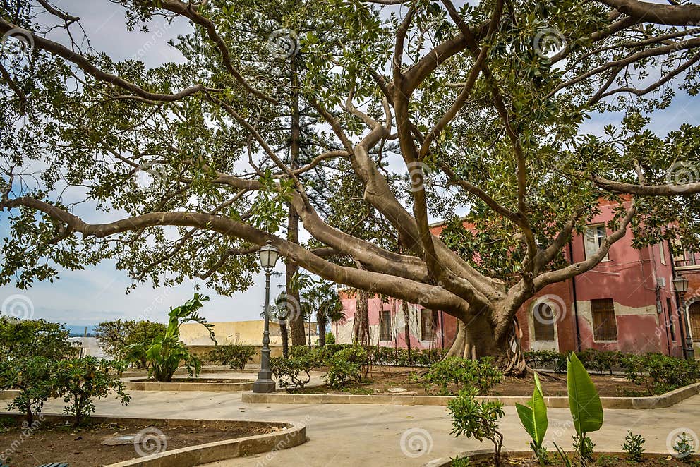 Big tree in a city park stock photo. Image of leafs, standing - 40272744