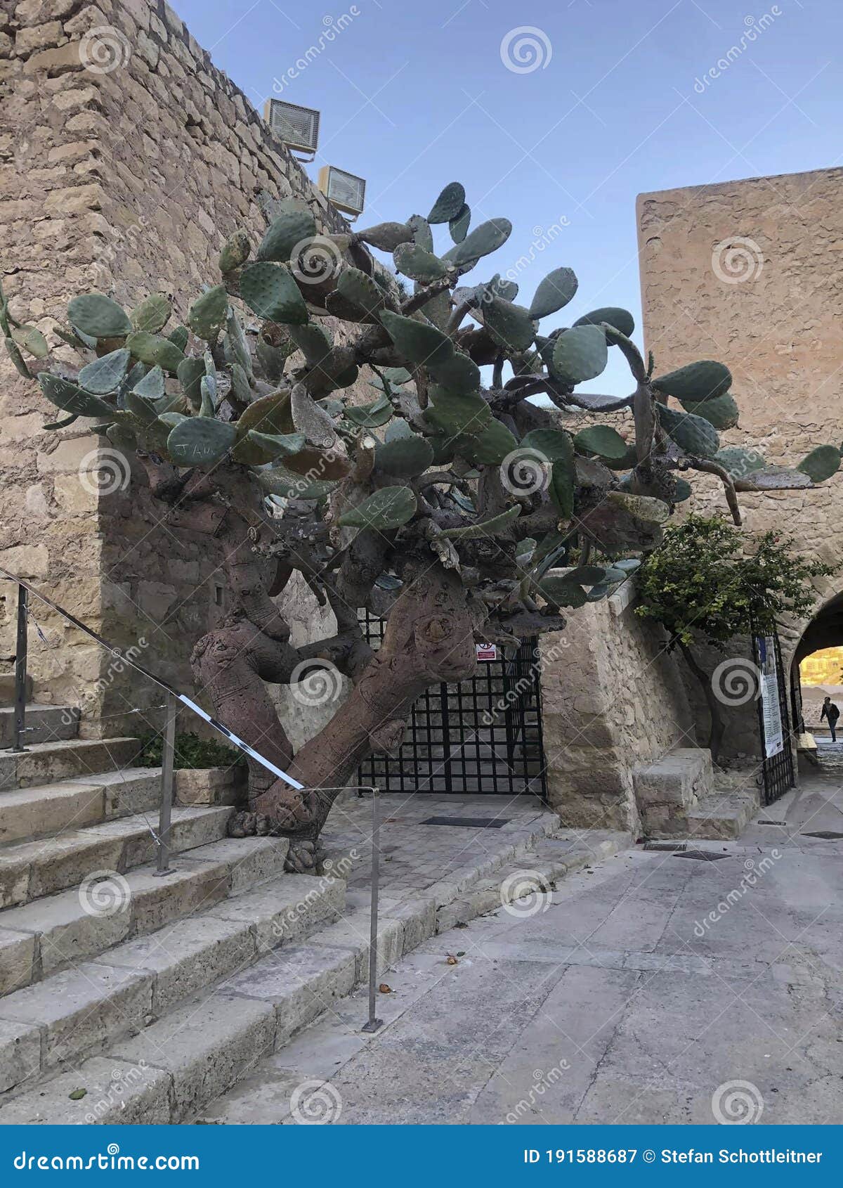 A Big Tree in the City of Spain Stock Image - Image of material ...