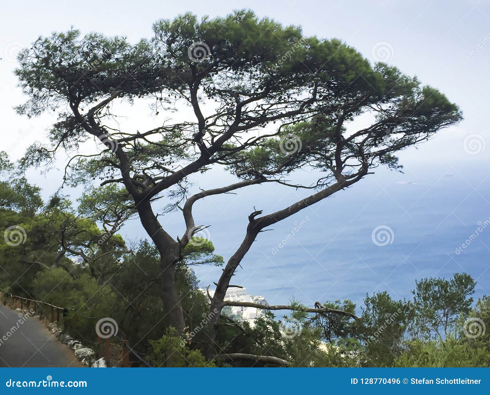 A Big Tree on the Cliffs at the Beach Stock Photo - Image of nature ...