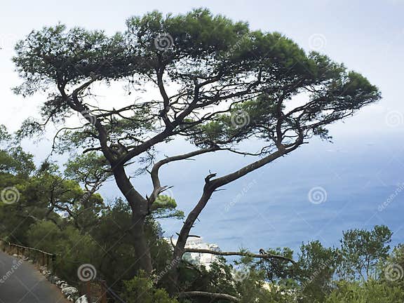 A Big Tree on the Cliffs at the Beach Stock Photo - Image of nature ...