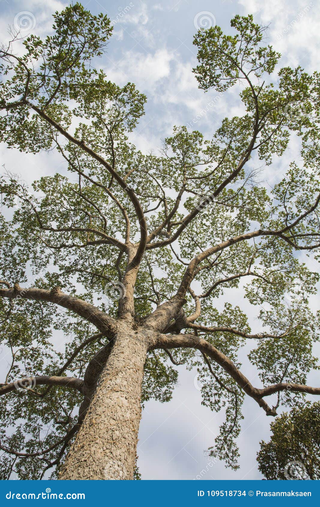 Big tree and cloud sky stock photo. Image of shine, blue - 109518734