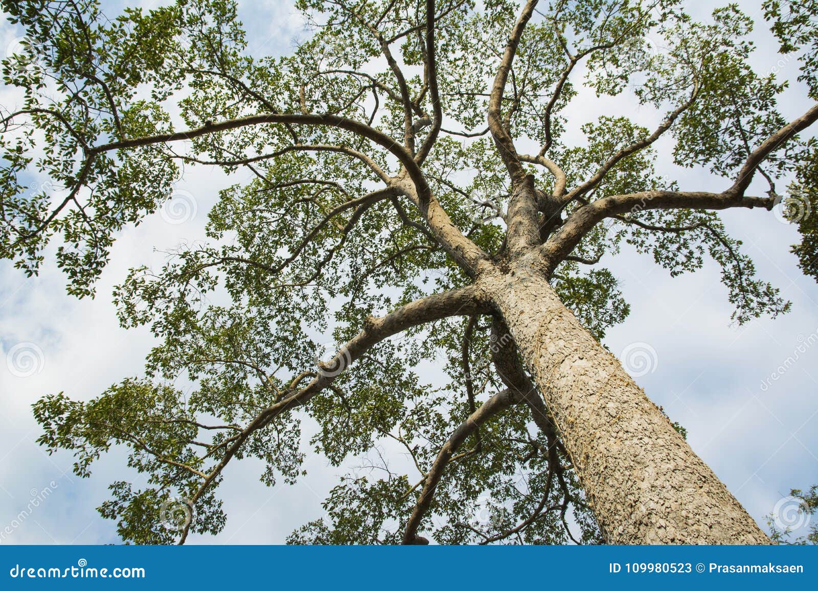 Big tree and cloud sky stock image. Image of summer - 109980523